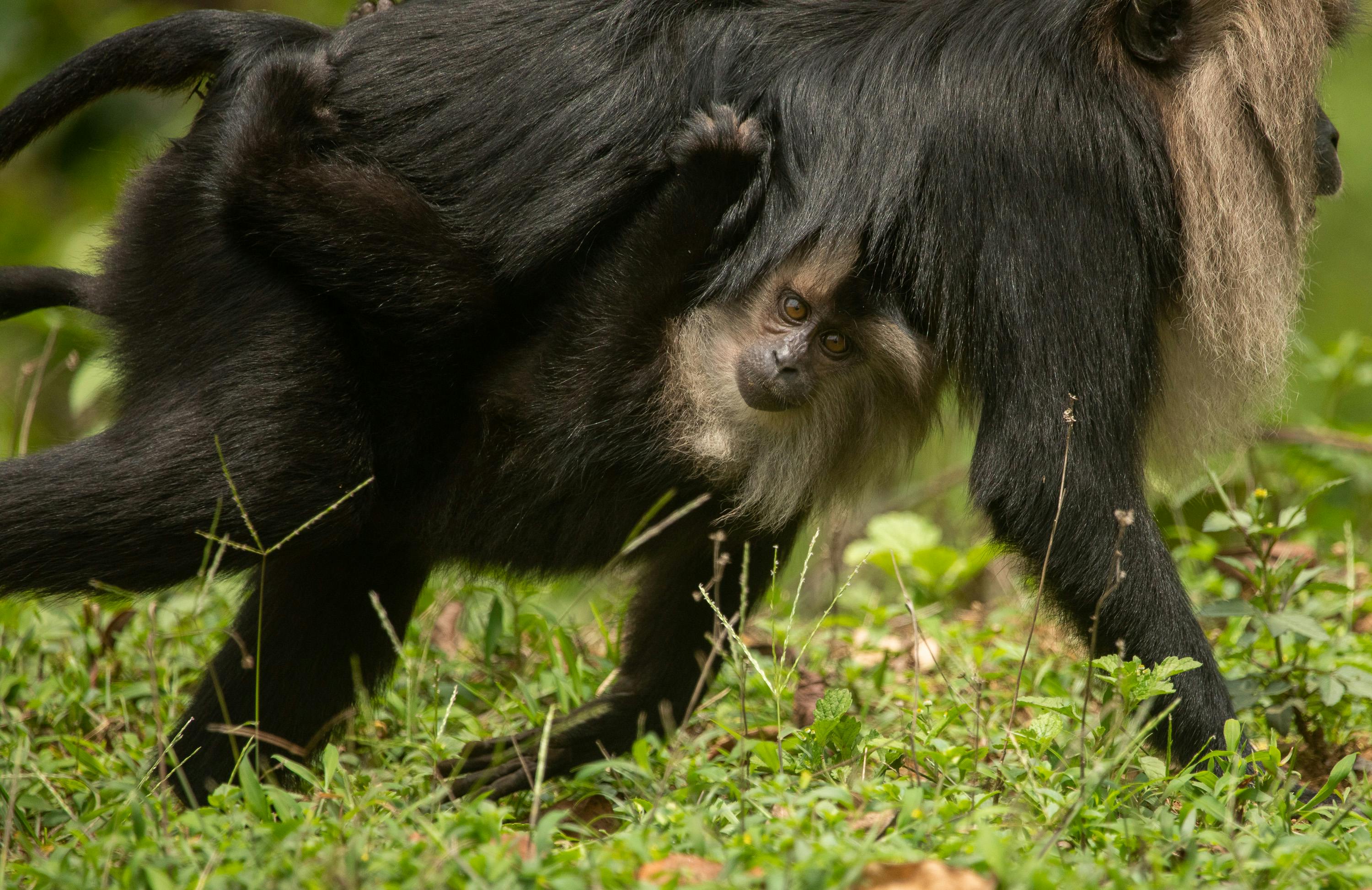 African Chimpanzee in Black and White View · Free Stock Photo