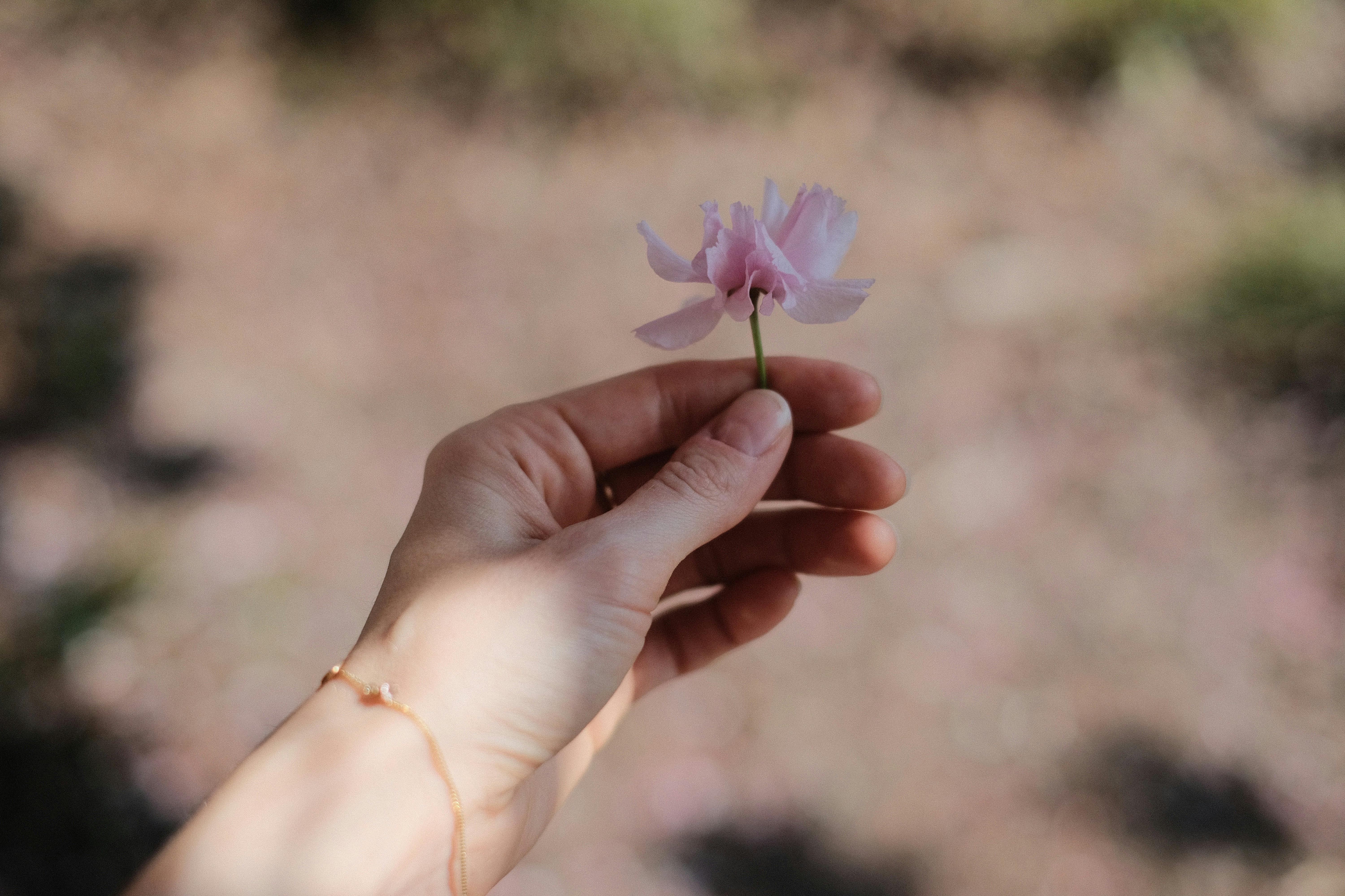 Flower in Woman Hand · Free Stock Photo