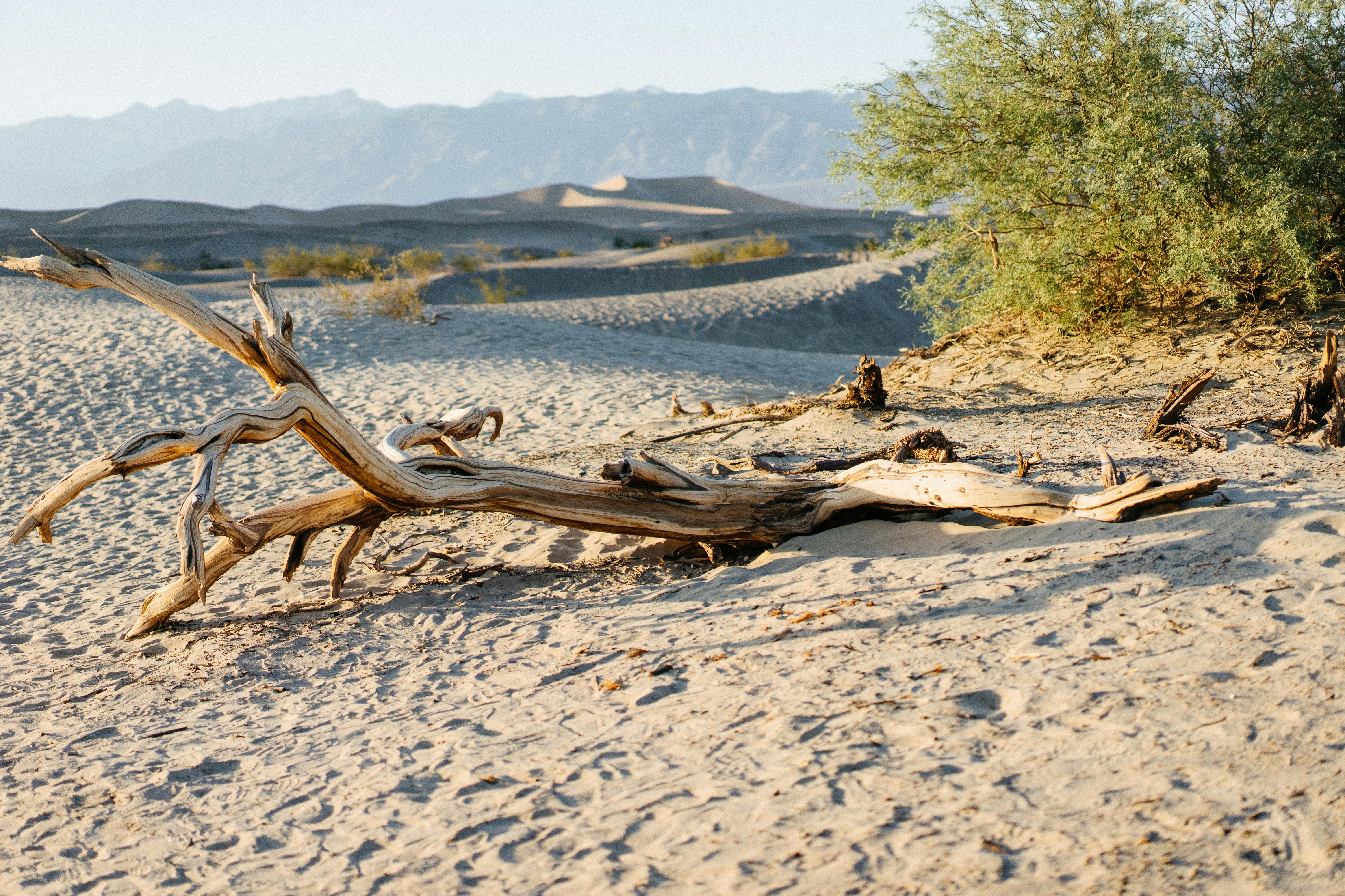 Photograph of a Log on the Sand · Free Stock Photo