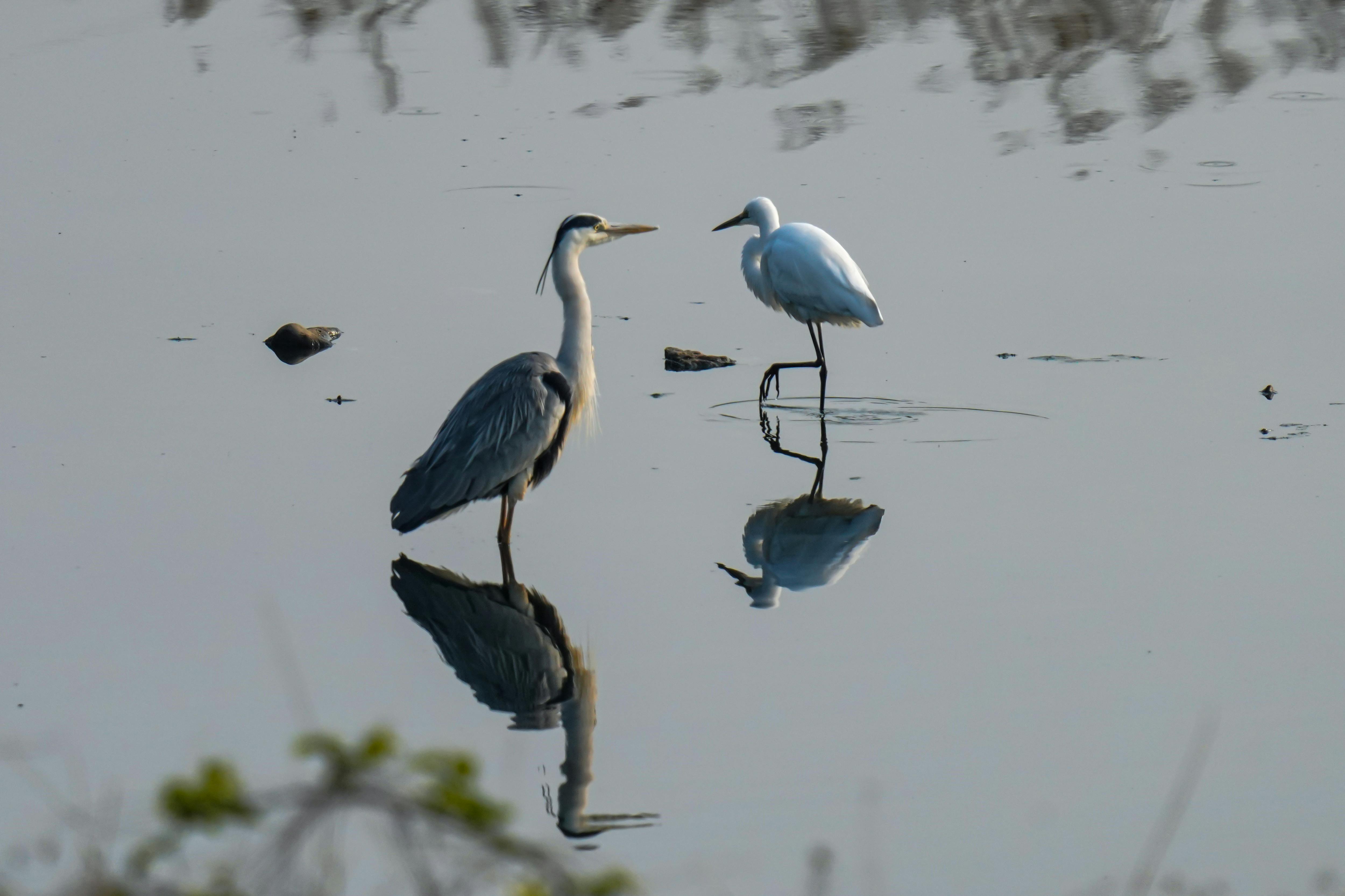 Photo of Herons Standing in Water · Free Stock Photo