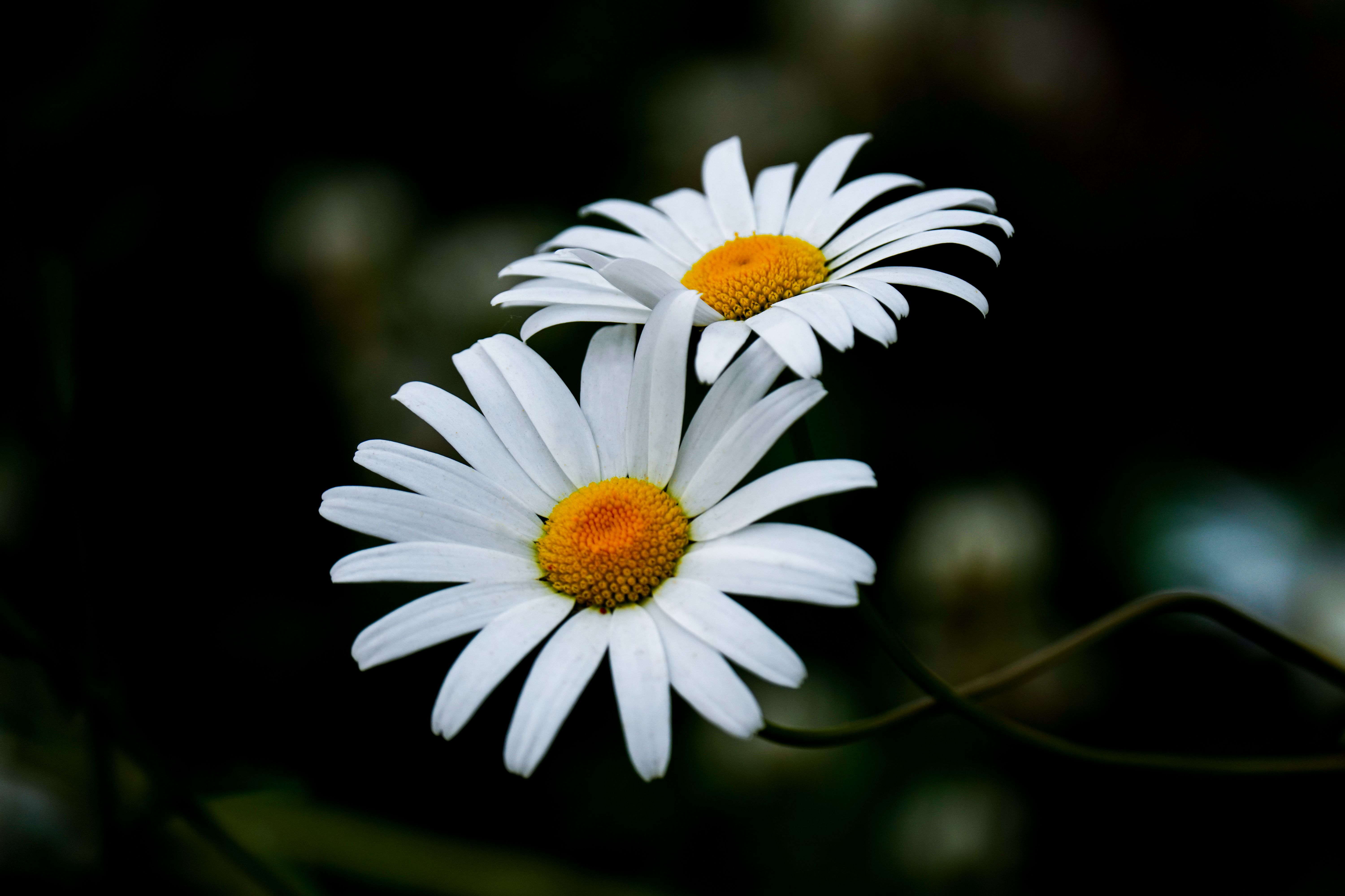 Close Up Photography of Daisy Flowers · Free Stock Photo