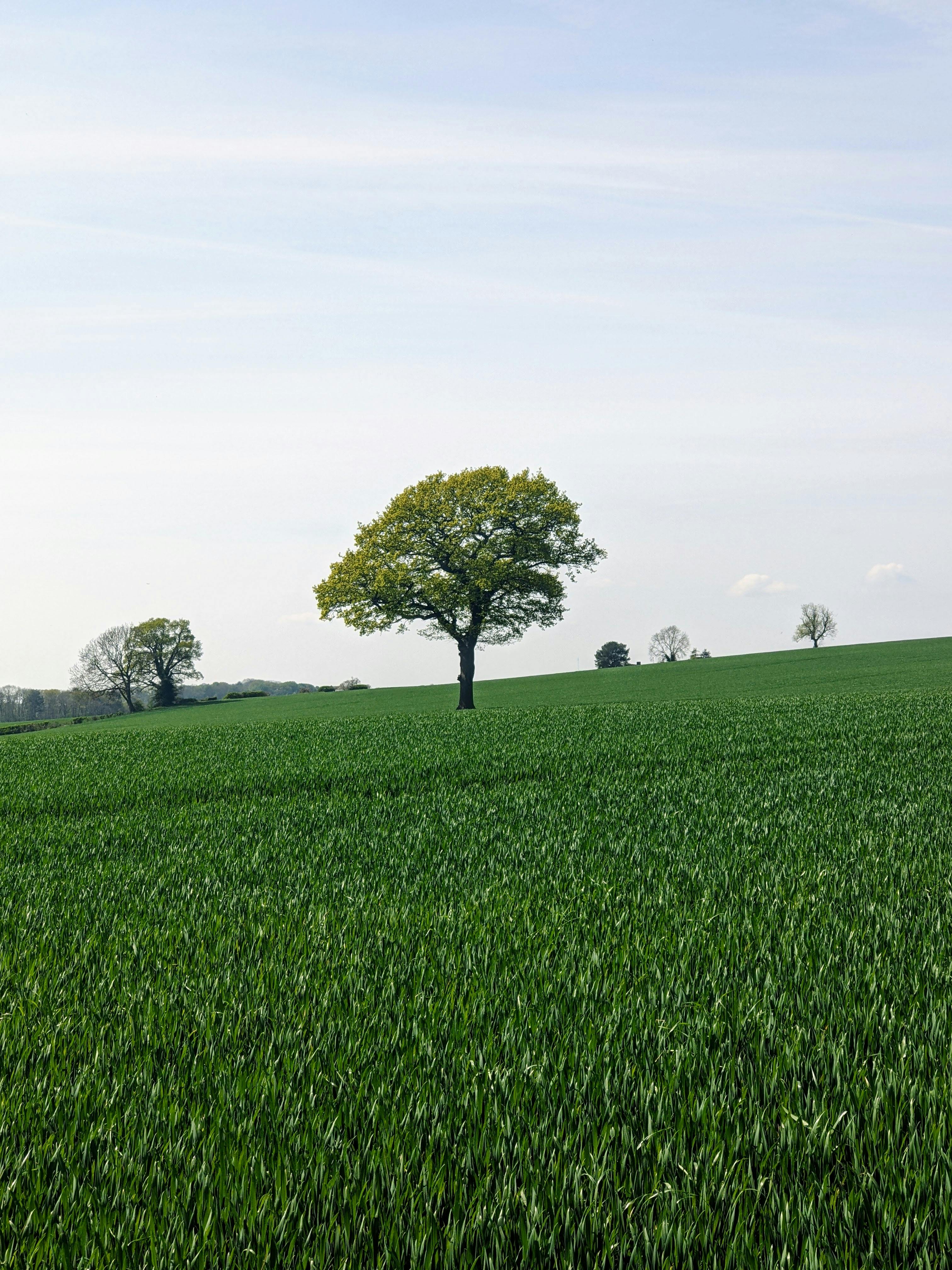Lone Tree Growing in Green Field · Free Stock Photo