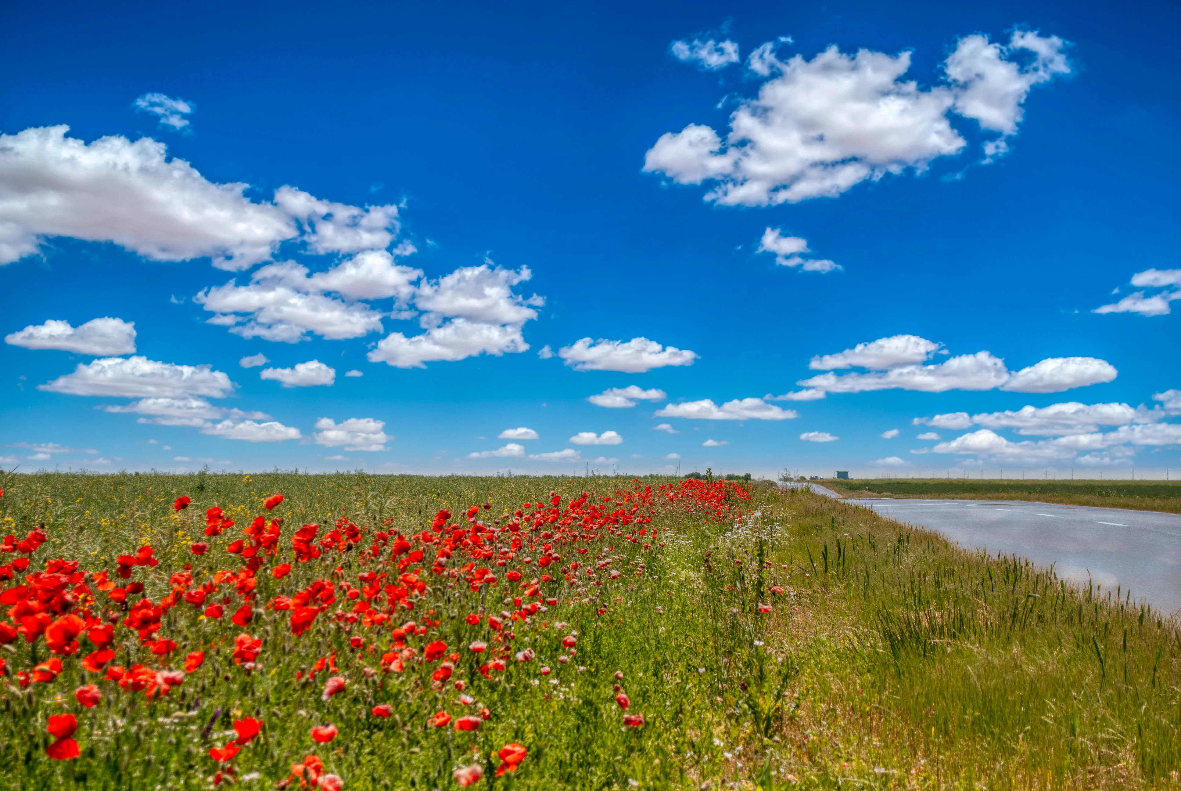 Red Poppy Flower Field Under Blue Sky and White Clouds · Free Stock Photo