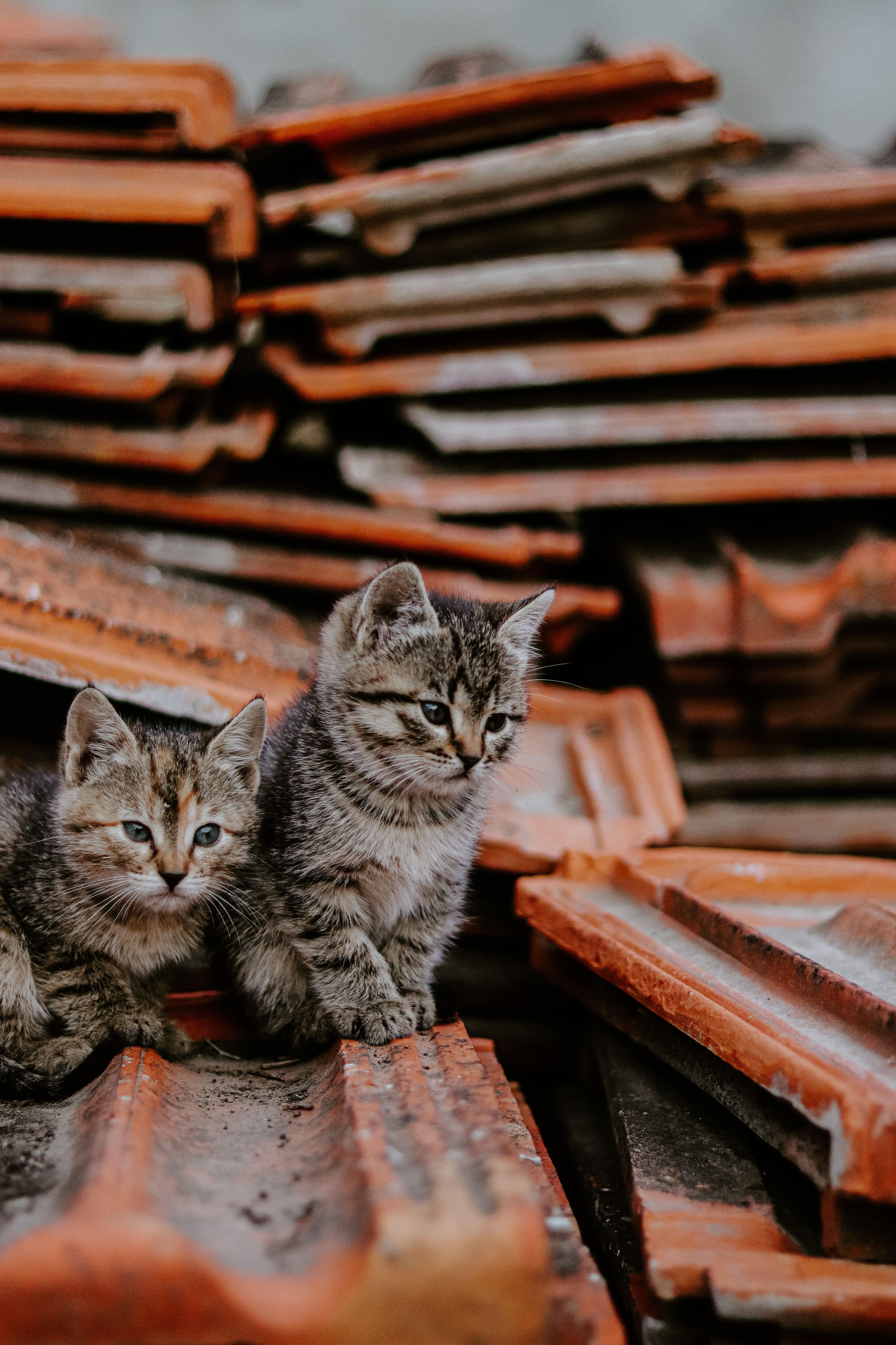Brother Whiskers Photos, Download The BEST Free Brother Whiskers Stock ...