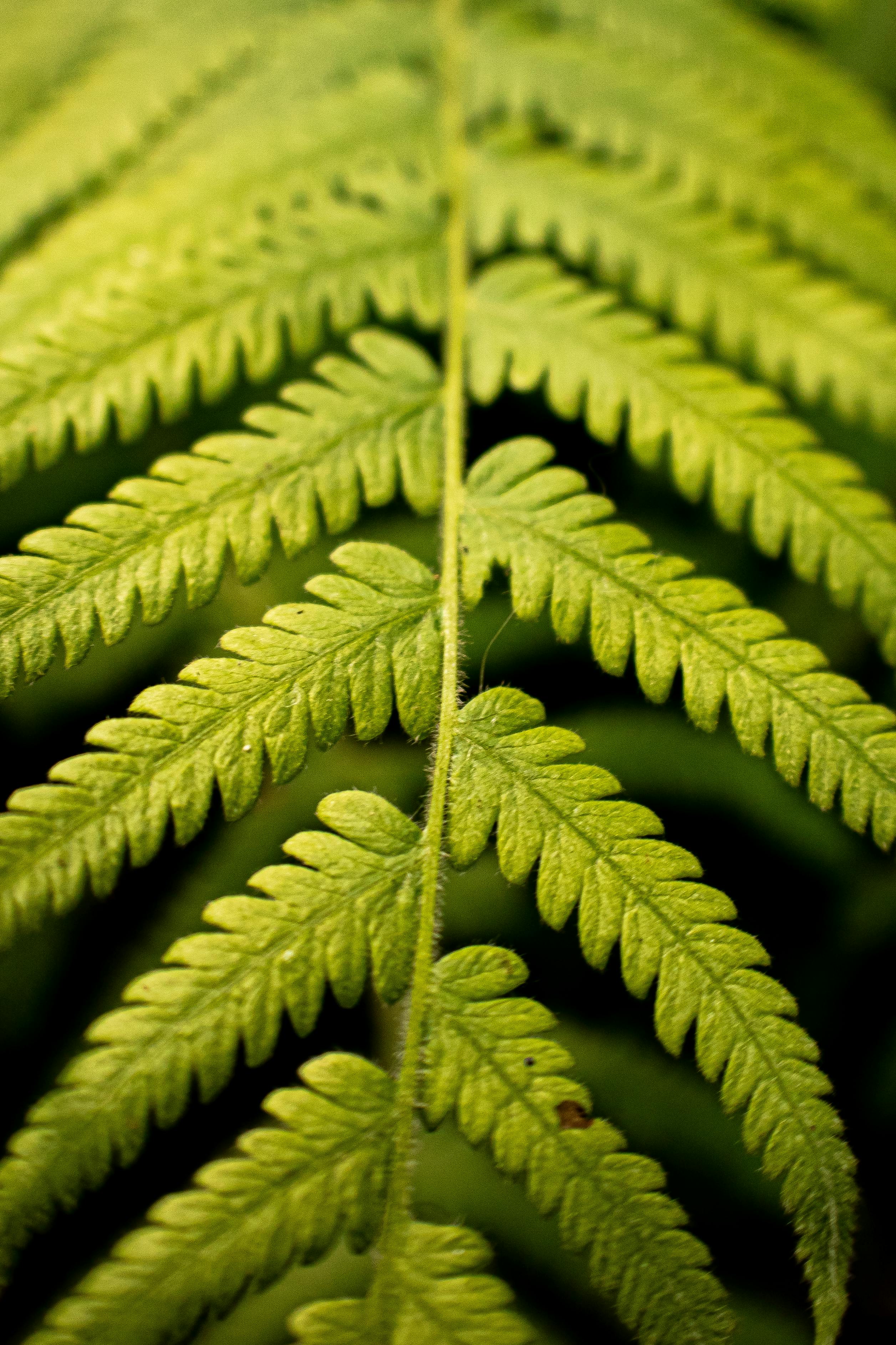 Photo of Two Fern Leaves · Free Stock Photo