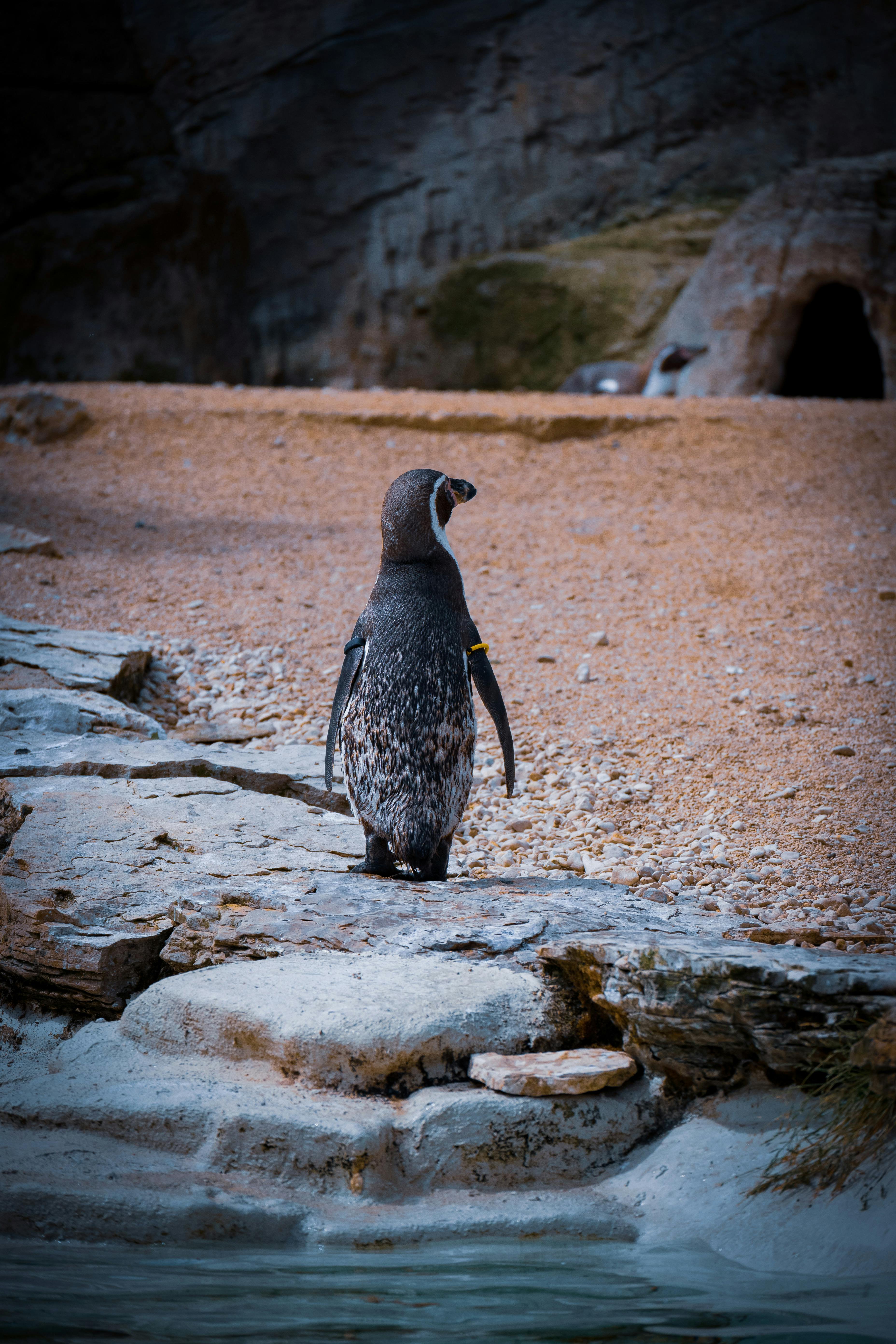 Penguin Back View Photos, Download The BEST Free Penguin Back View ...