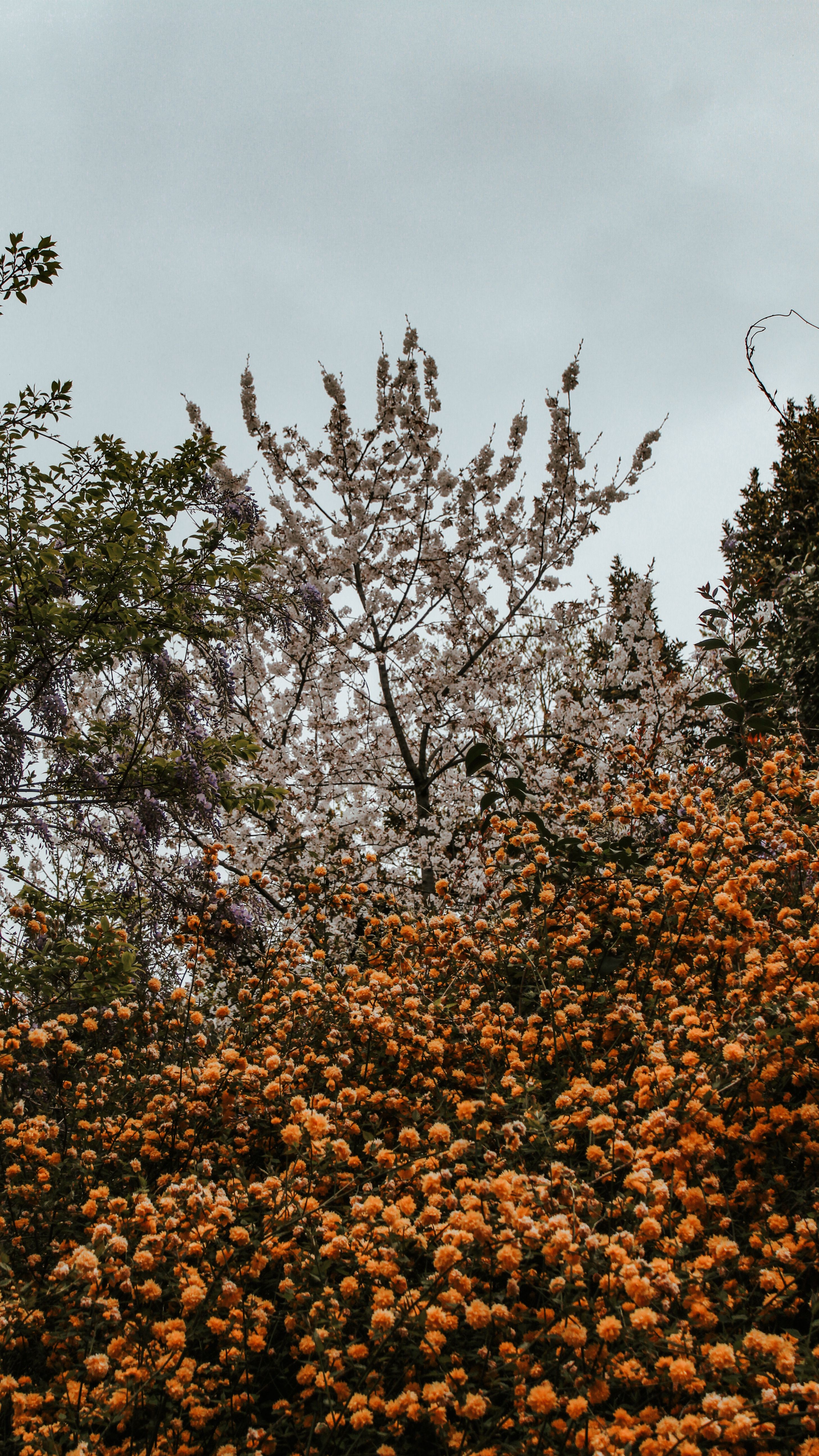 Colorful Blossoms on Trees · Free Stock Photo