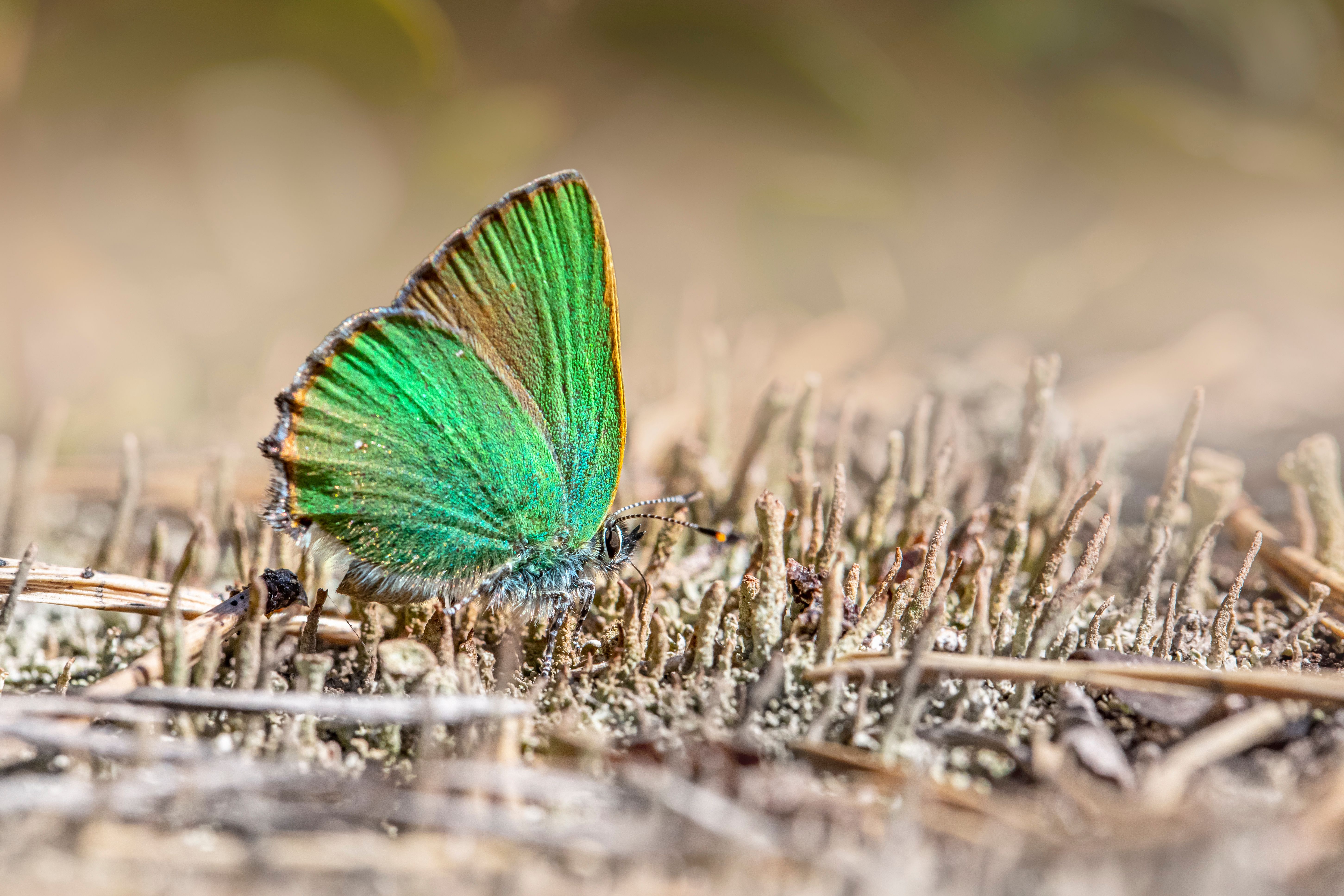 Blue and Green Butterfly on Brown Grass · Free Stock Photo