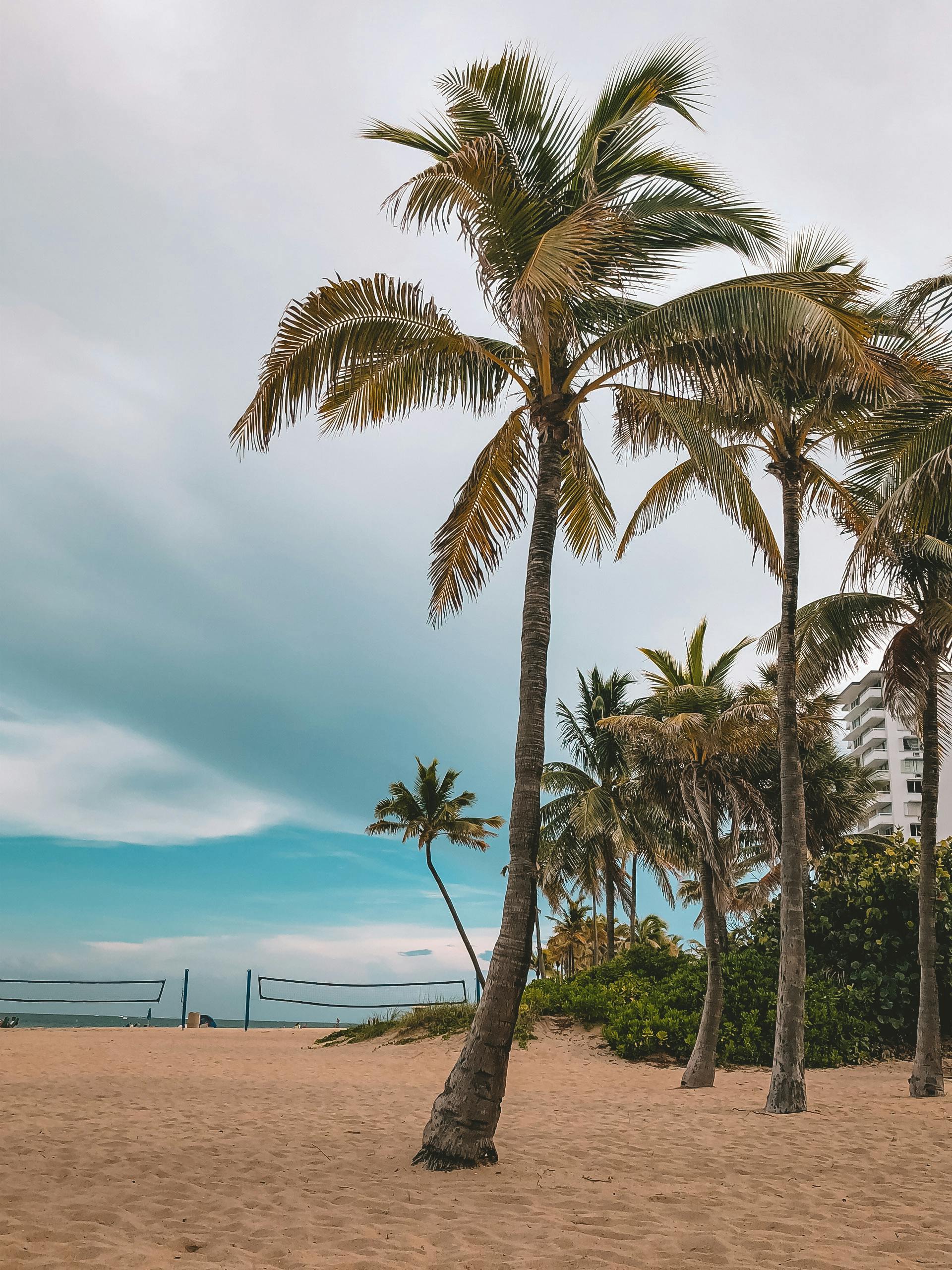 Coconut Trees Near Beach under Blue Sky · Free Stock Photo