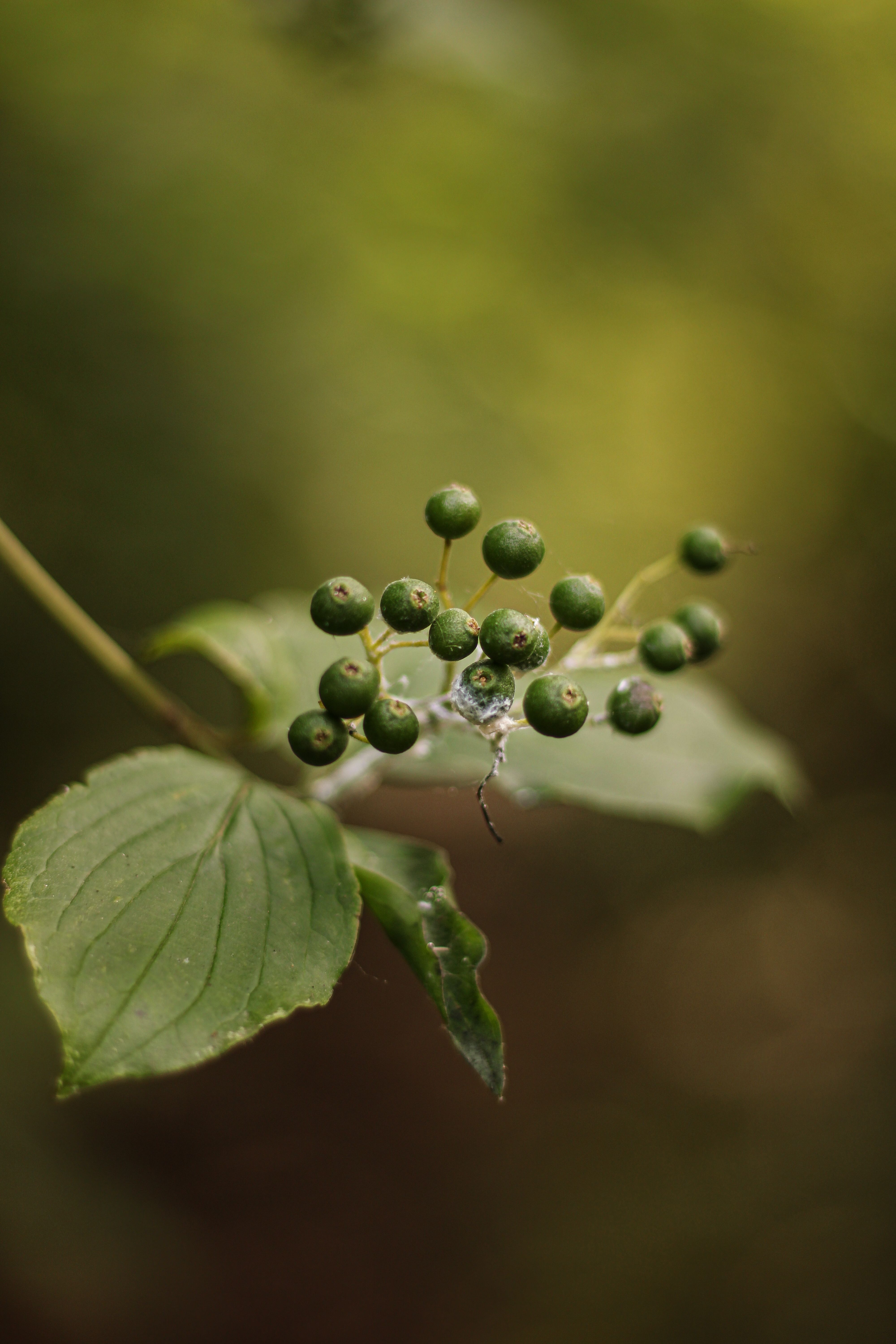 Close Up Photo of Berries · Free Stock Photo