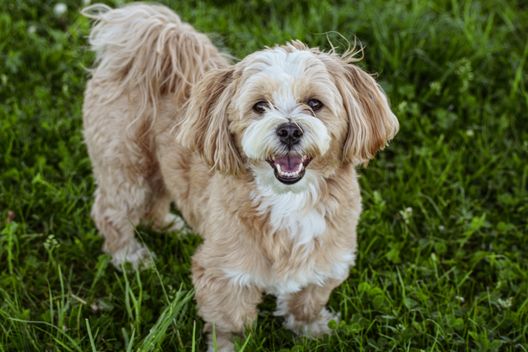 Unlocking the Total Lhasa Apso Cost: A Comprehensive Guide