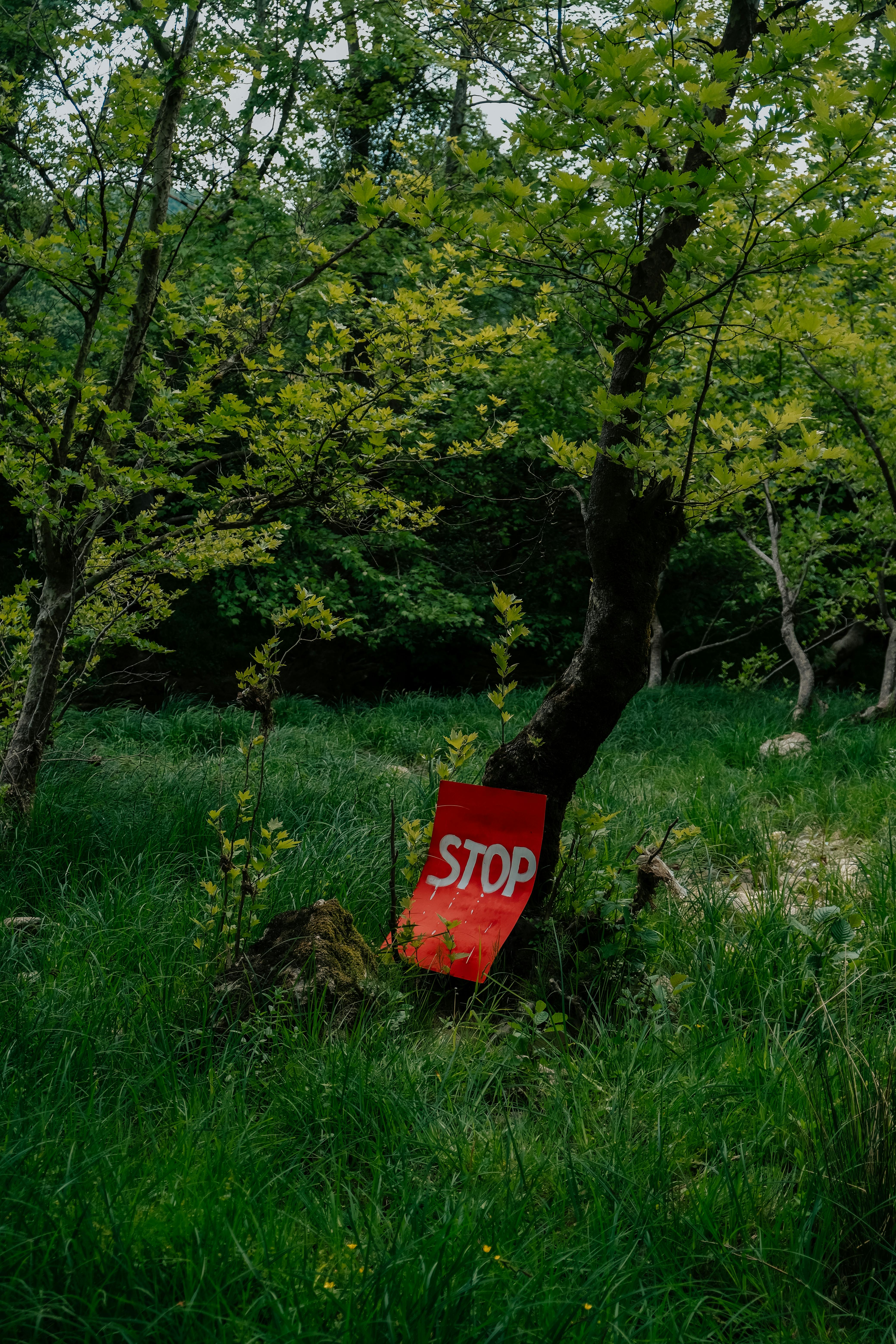 Red and White Stop Signage Beside a Tree · Free Stock Photo