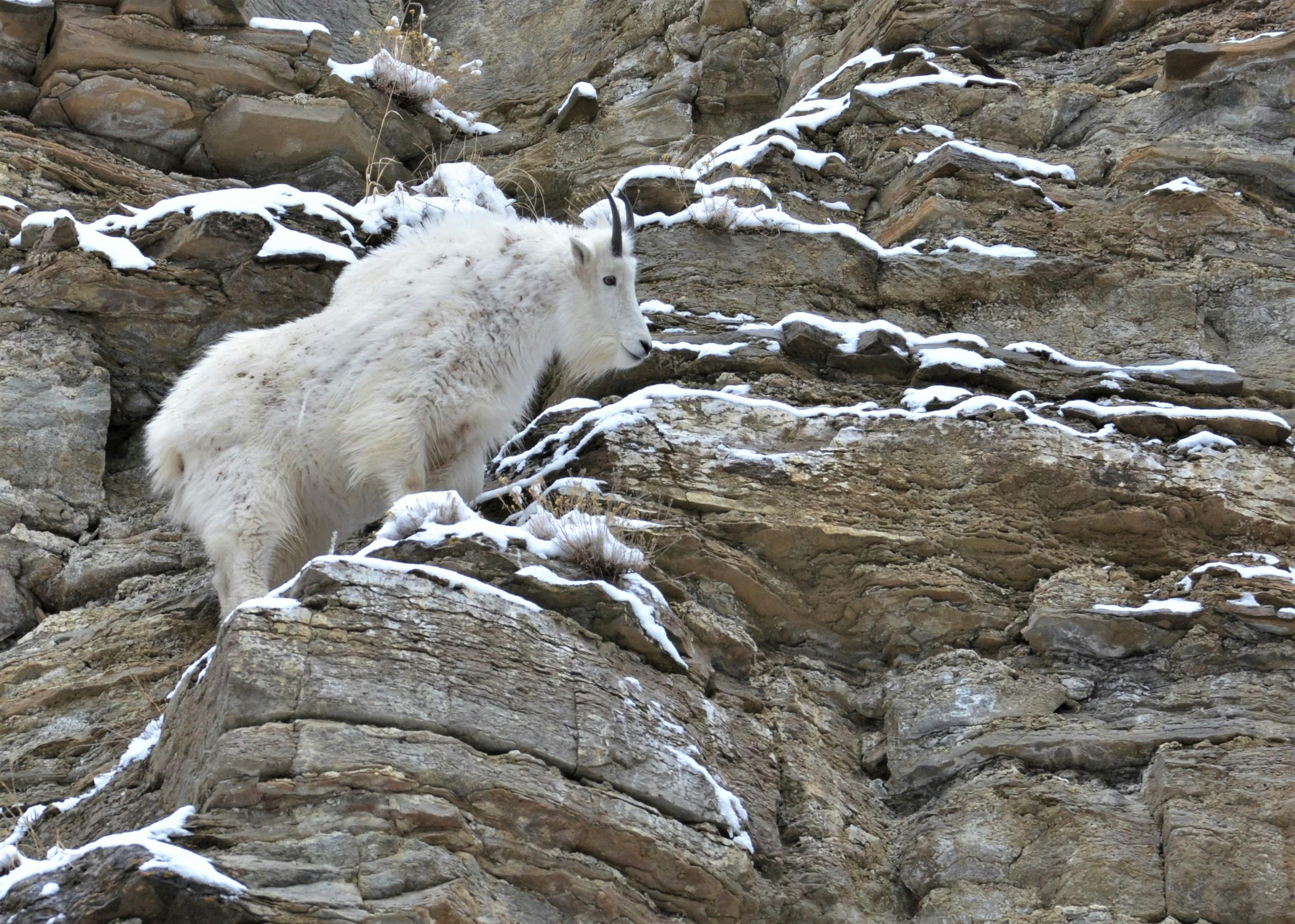 White Goat on Rocky Mountain · Free Stock Photo