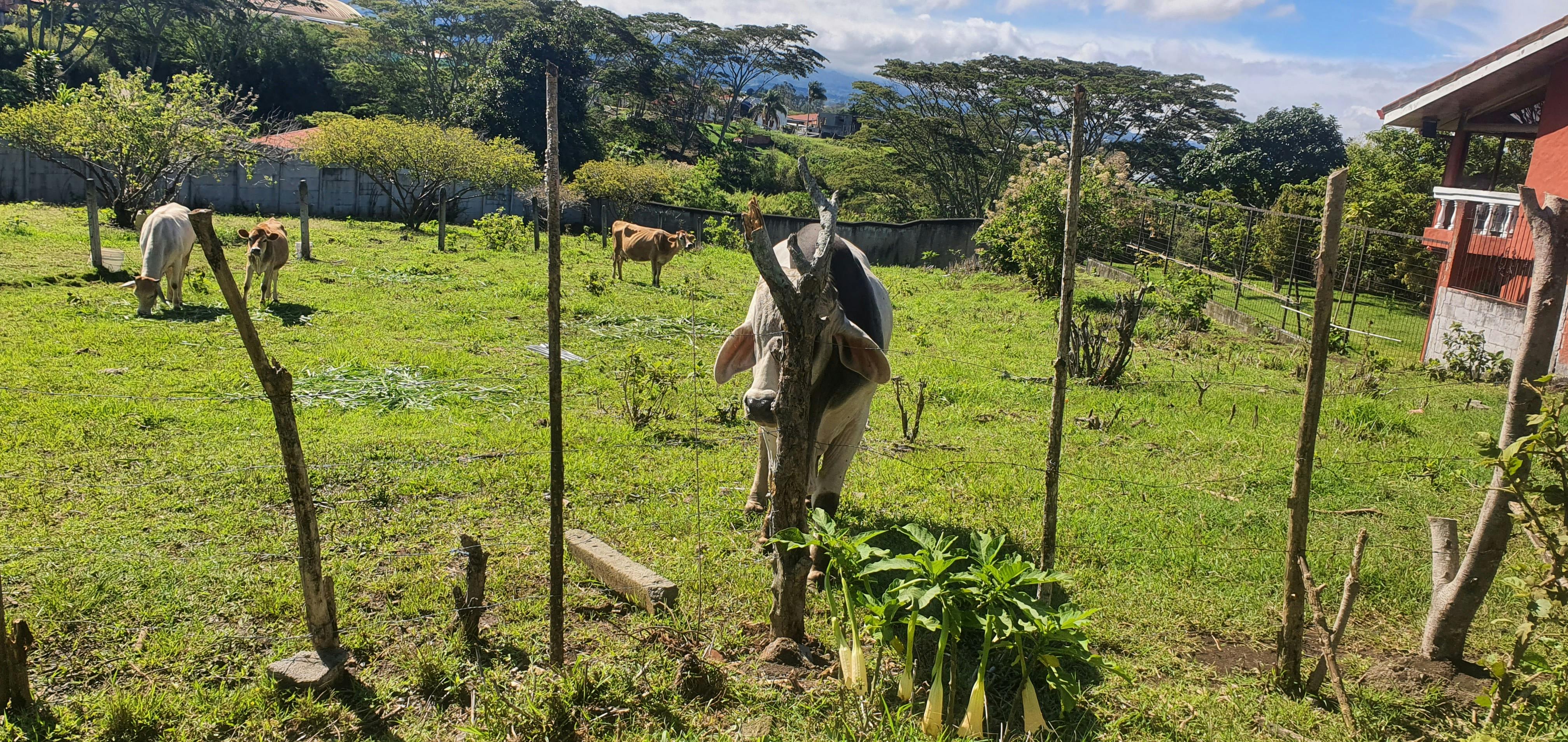 William Ibarra Sequeira - 写真