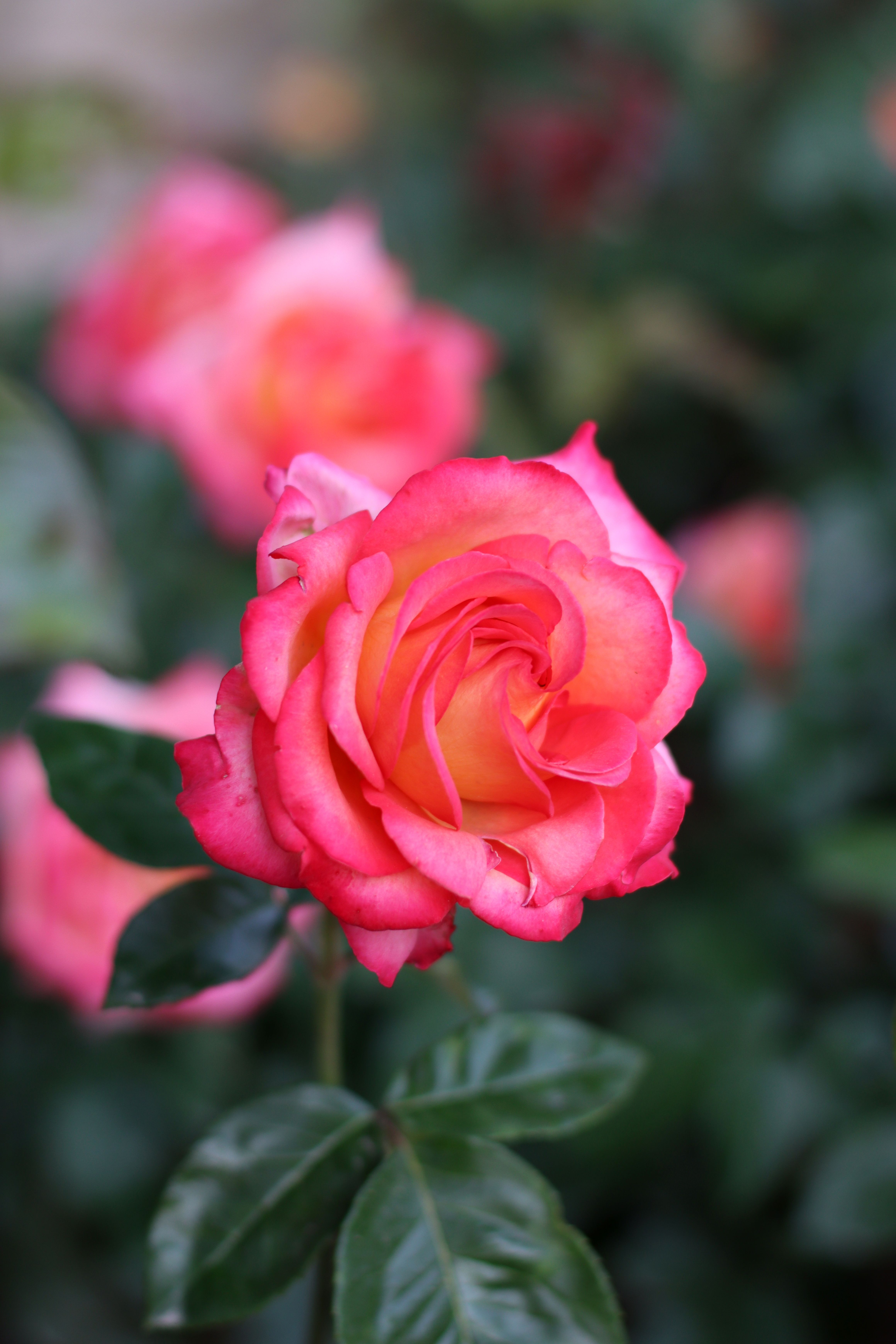 Closeup of a Beautiful Rose · Free Stock Photo