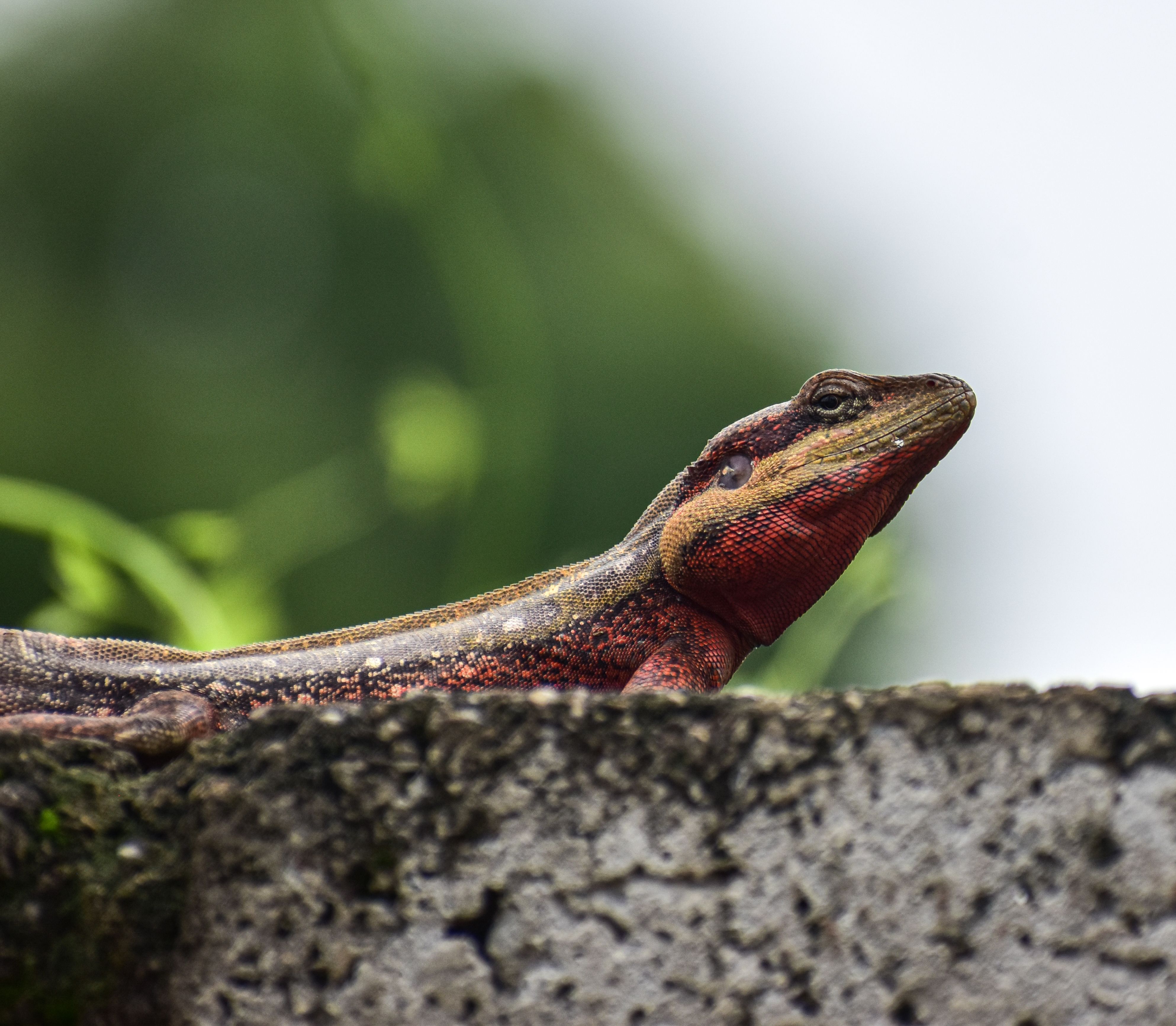 Close-Up Shot of a Lizard · Free Stock Photo