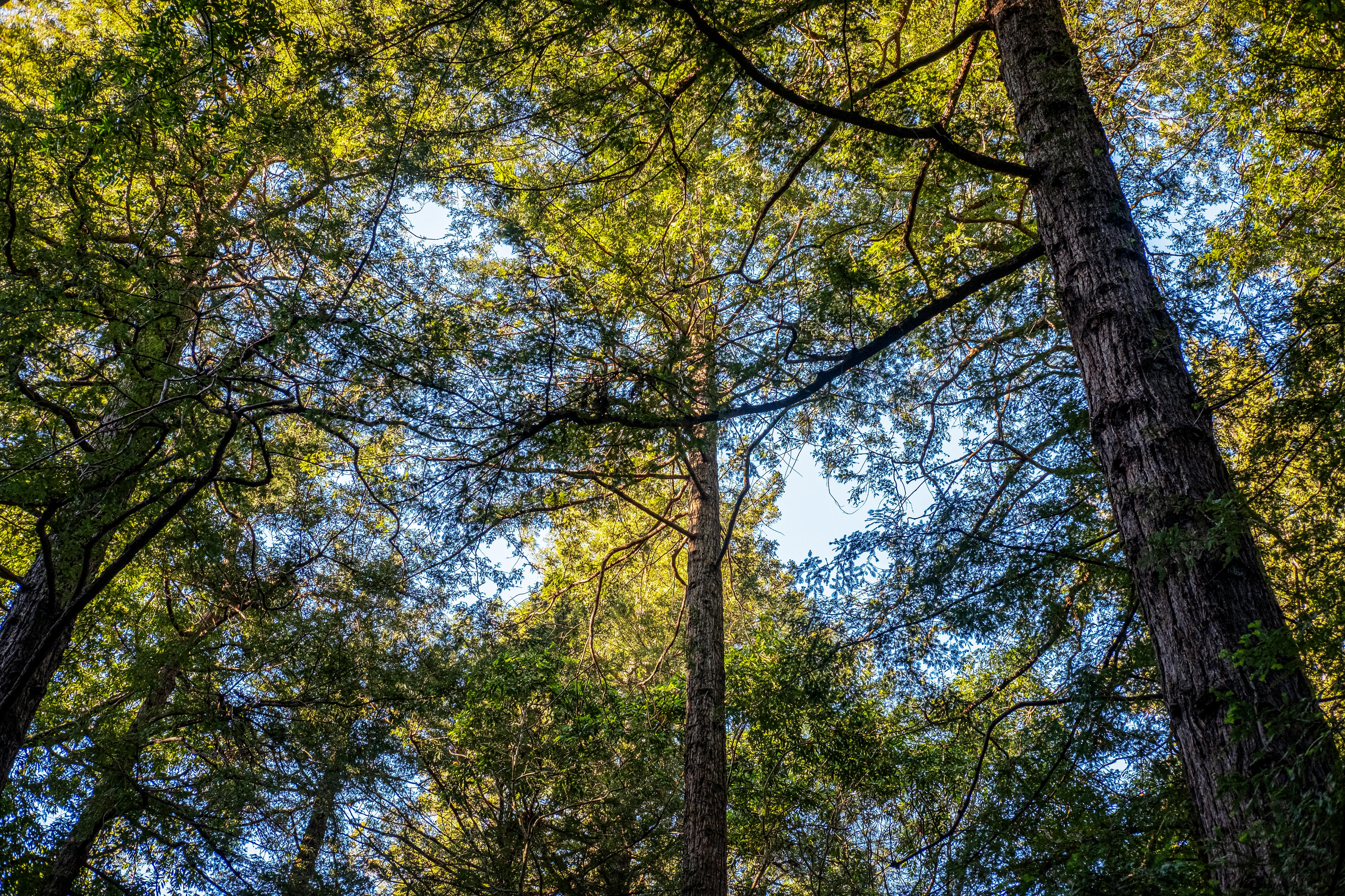 A Low Angle Shot of Trees in the Forest · Free Stock Photo