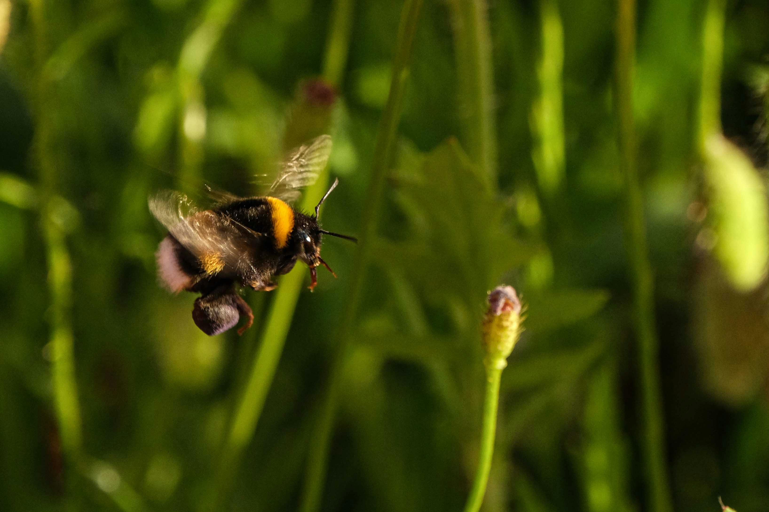 Close-Up Photo of Flying Bee · Free Stock Photo