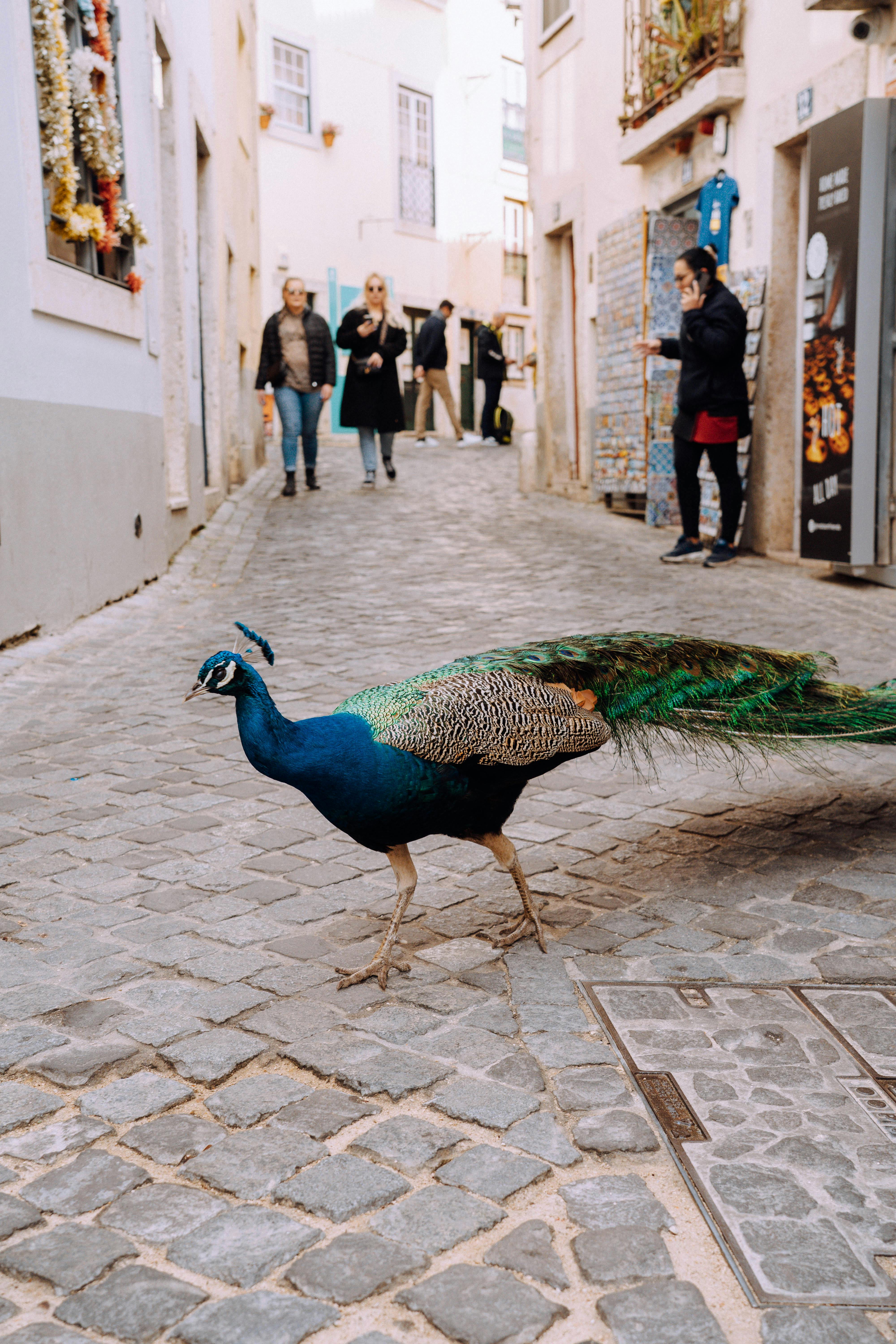 A Peacock on the Street · Free Stock Photo
