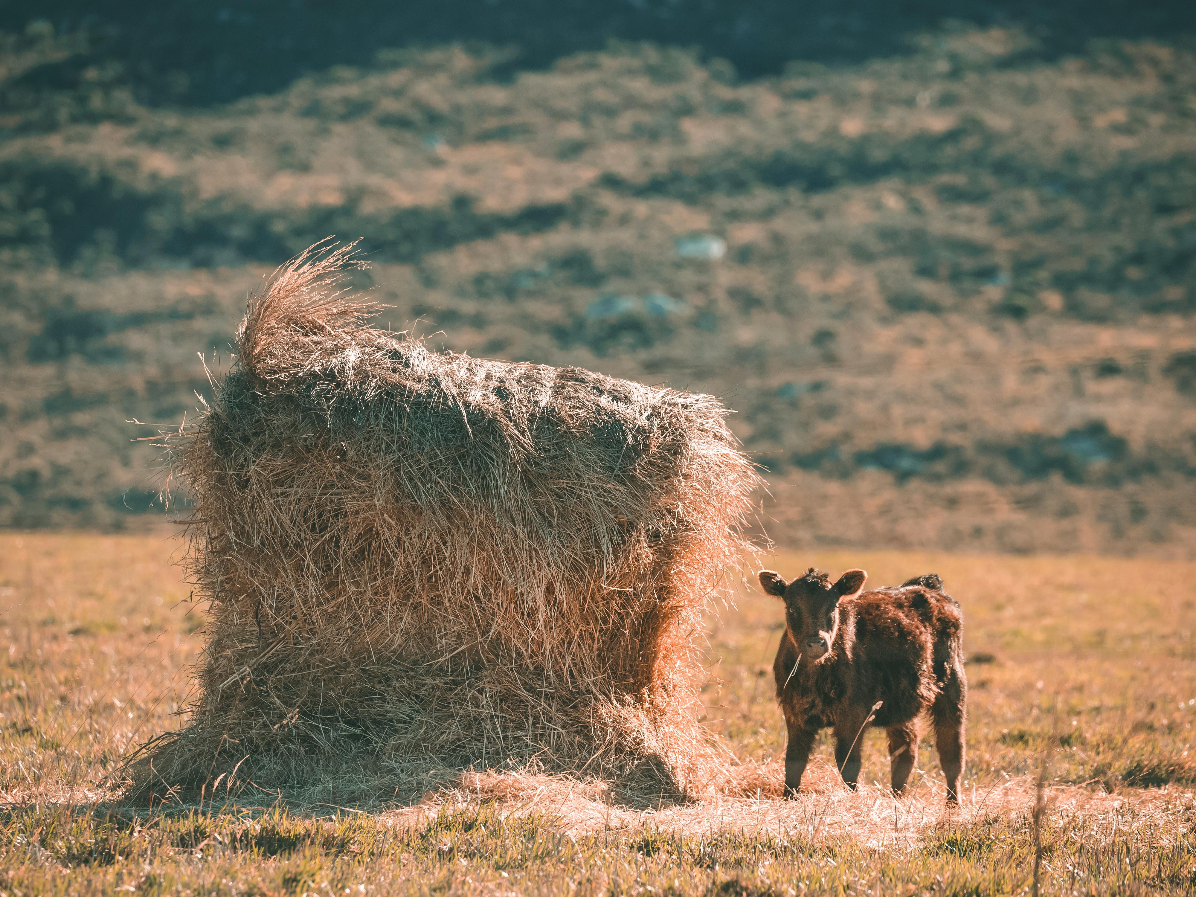 Cow Eating on a Haystack · Free Stock Photo