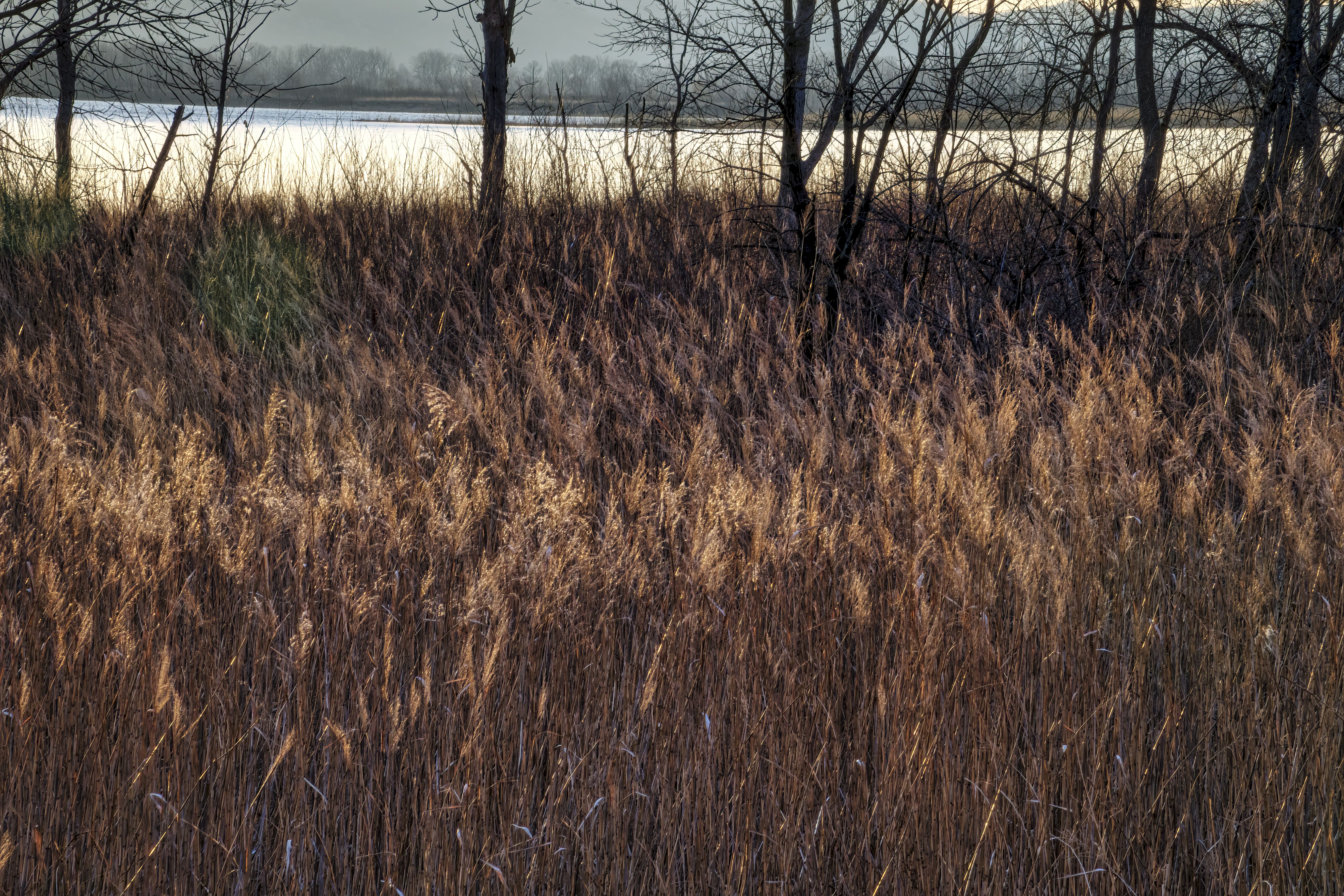 Thickets by the River · Free Stock Photo