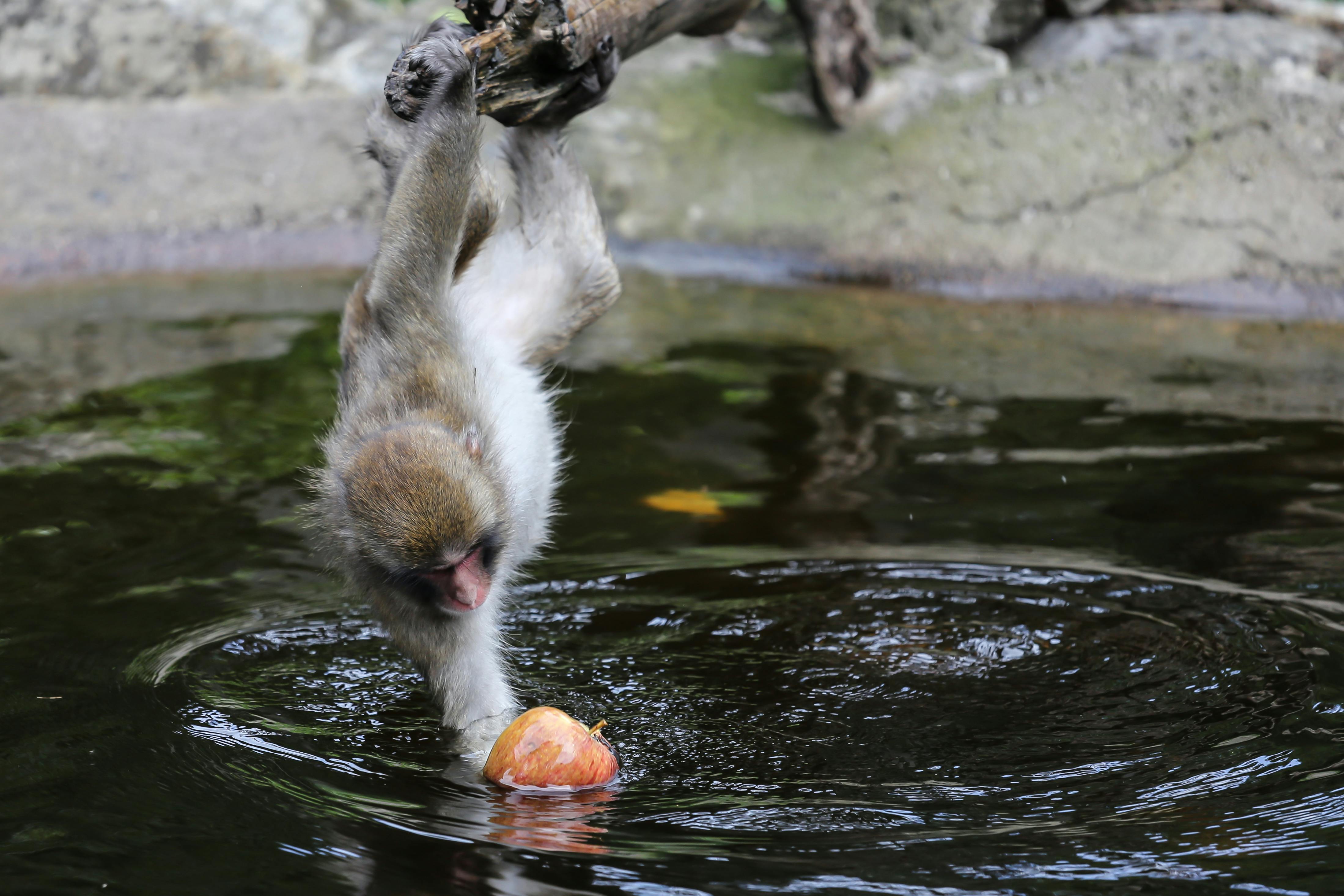 Monkey Attack Photos, Download Free Monkey Attack Stock Photos & HD Images