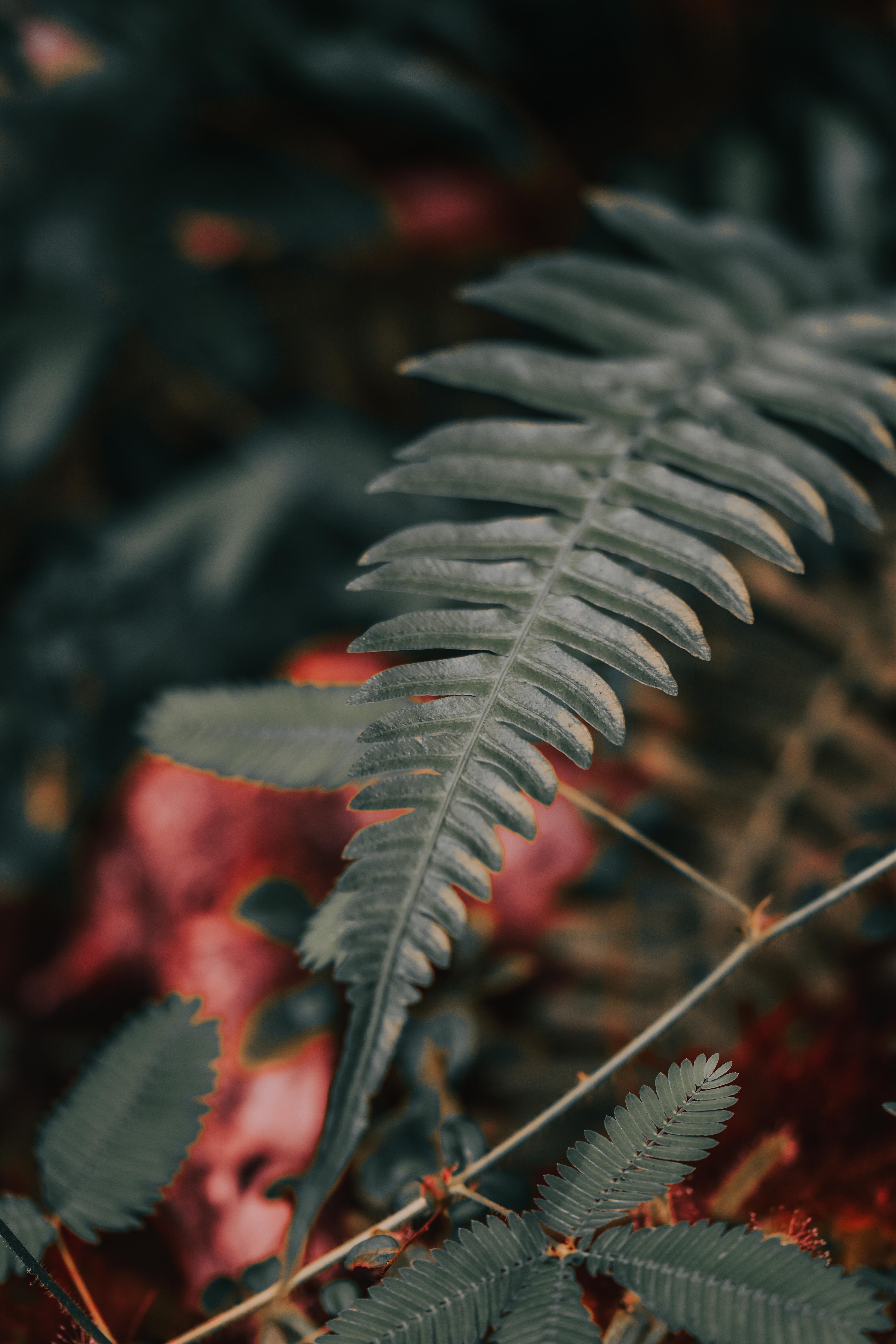 Person Holding Fern Leaves · Free Stock Photo