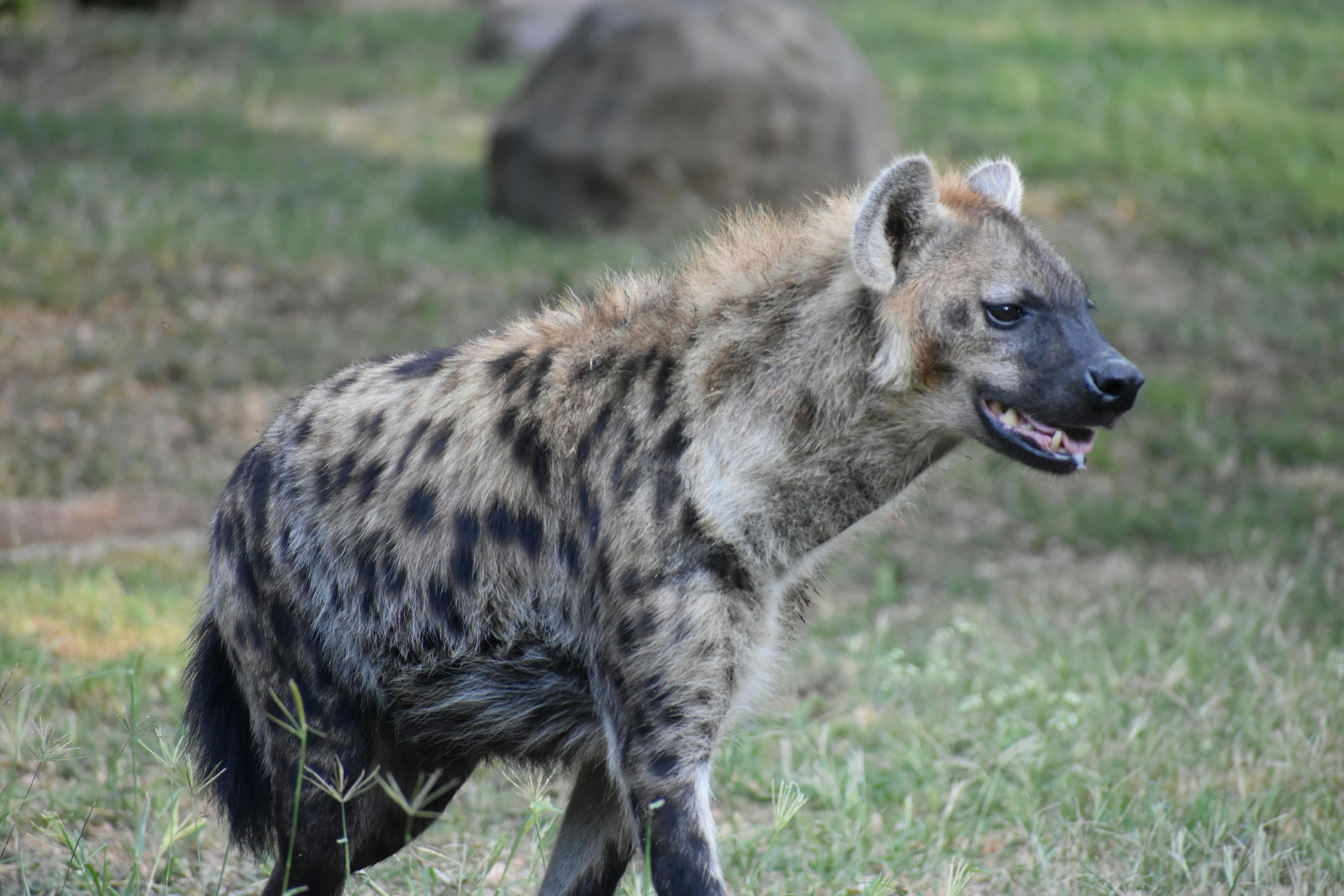 Close Up Photo of Hyena · Free Stock Photo