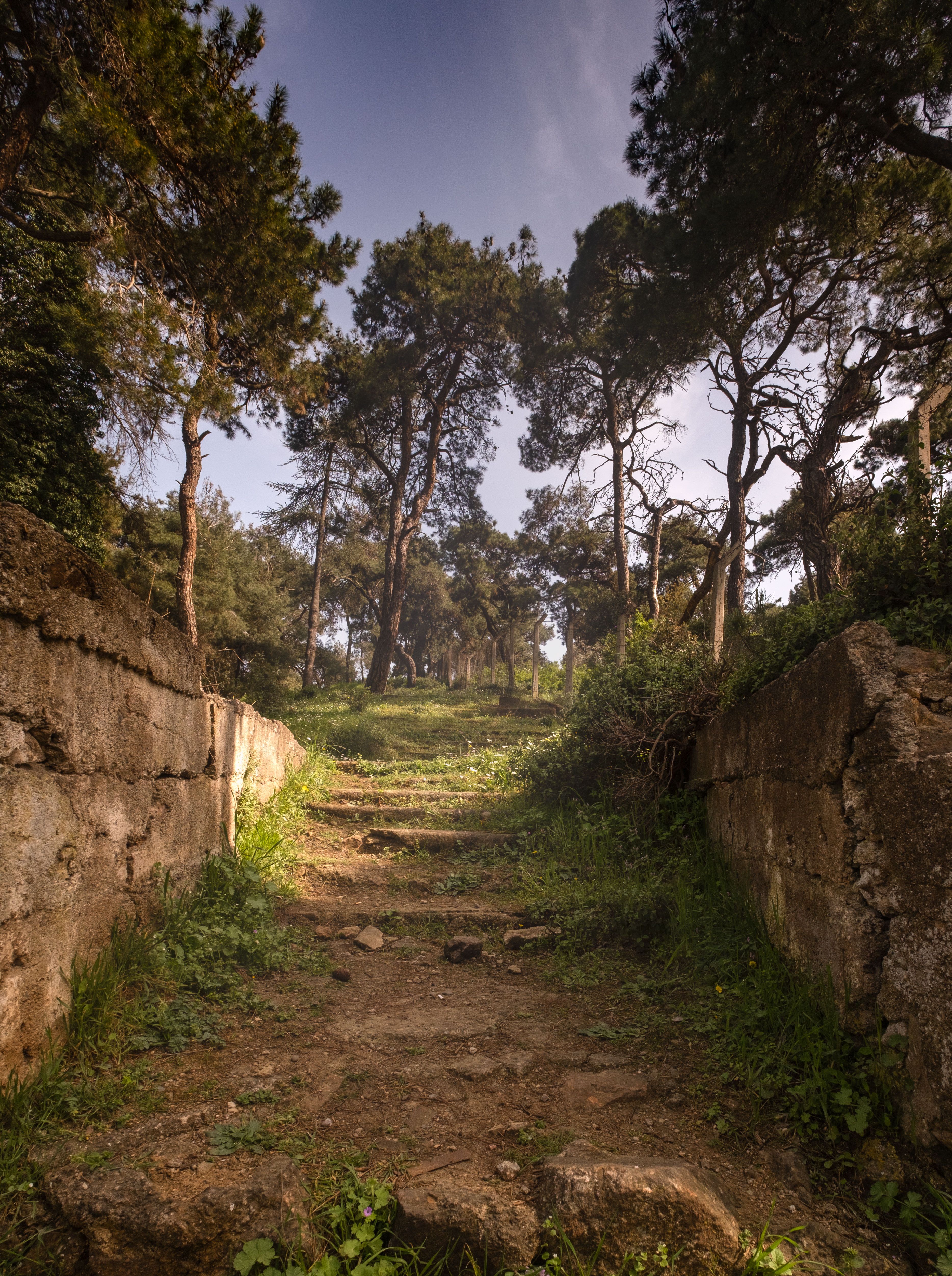 Rocky Pathway Towards the Woods · Free Stock Photo