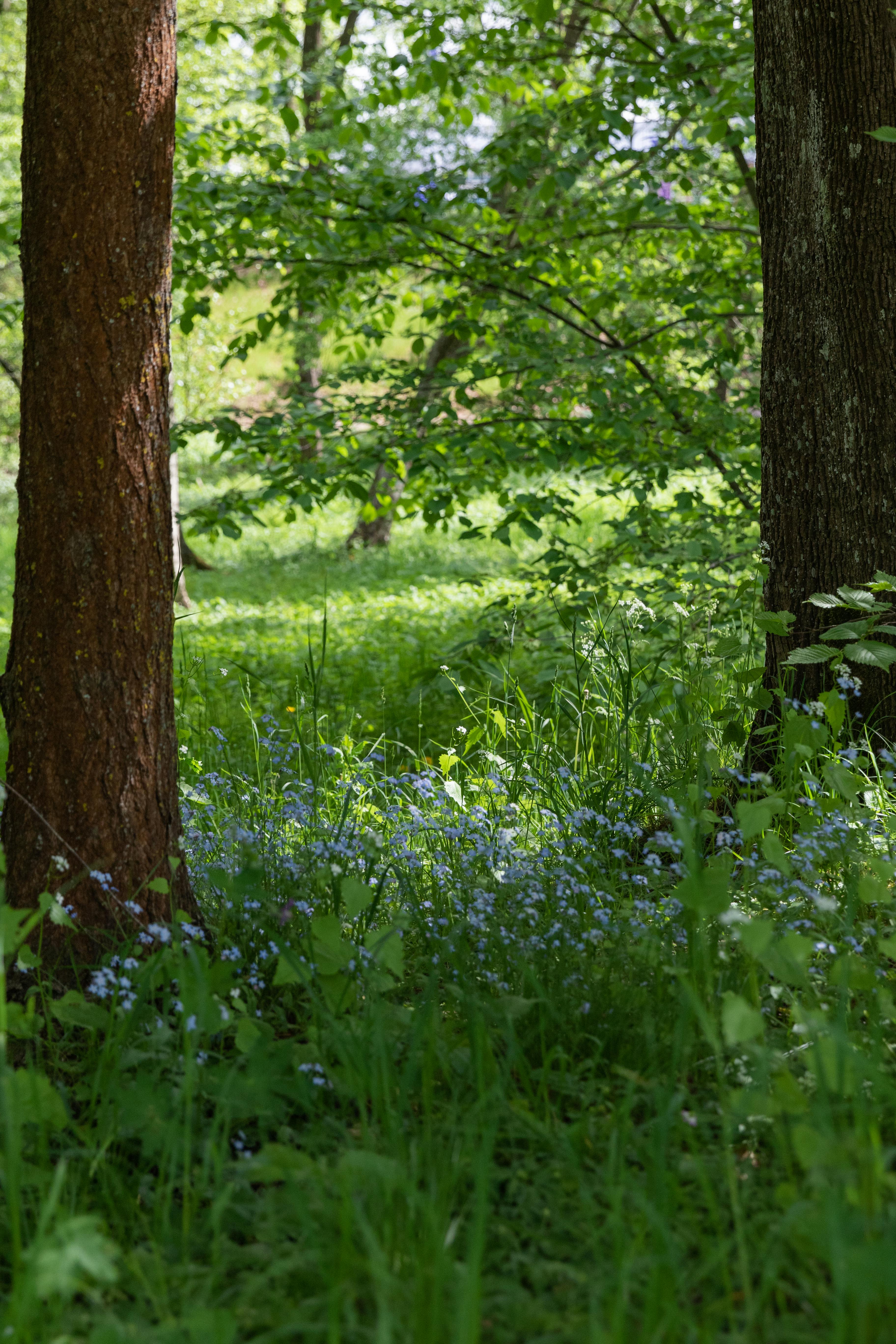 A Green Grass Near the Tree Trunks in the Forest · Free Stock Photo