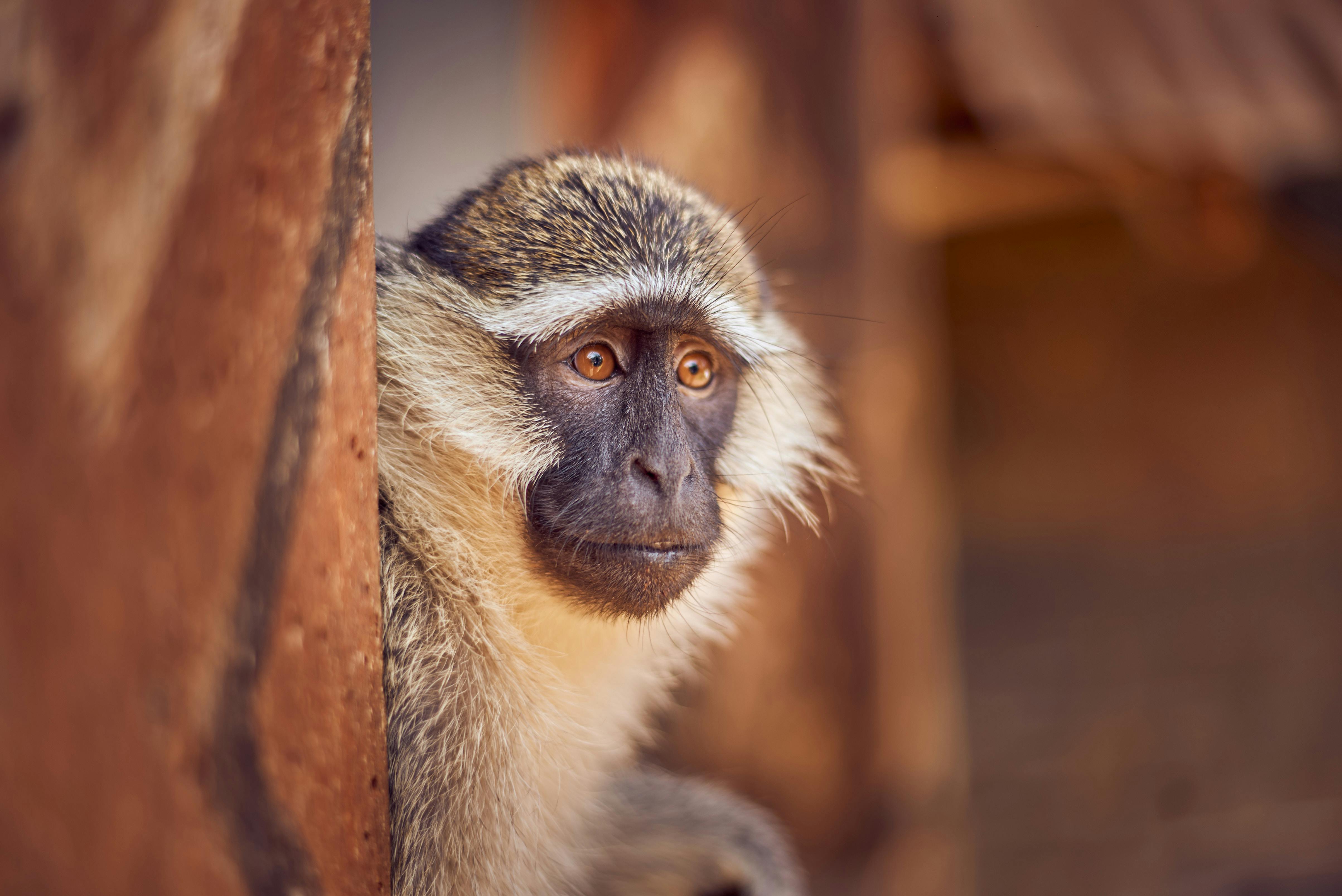 Brown and White Monkey in Close Up Photography · Free Stock Photo