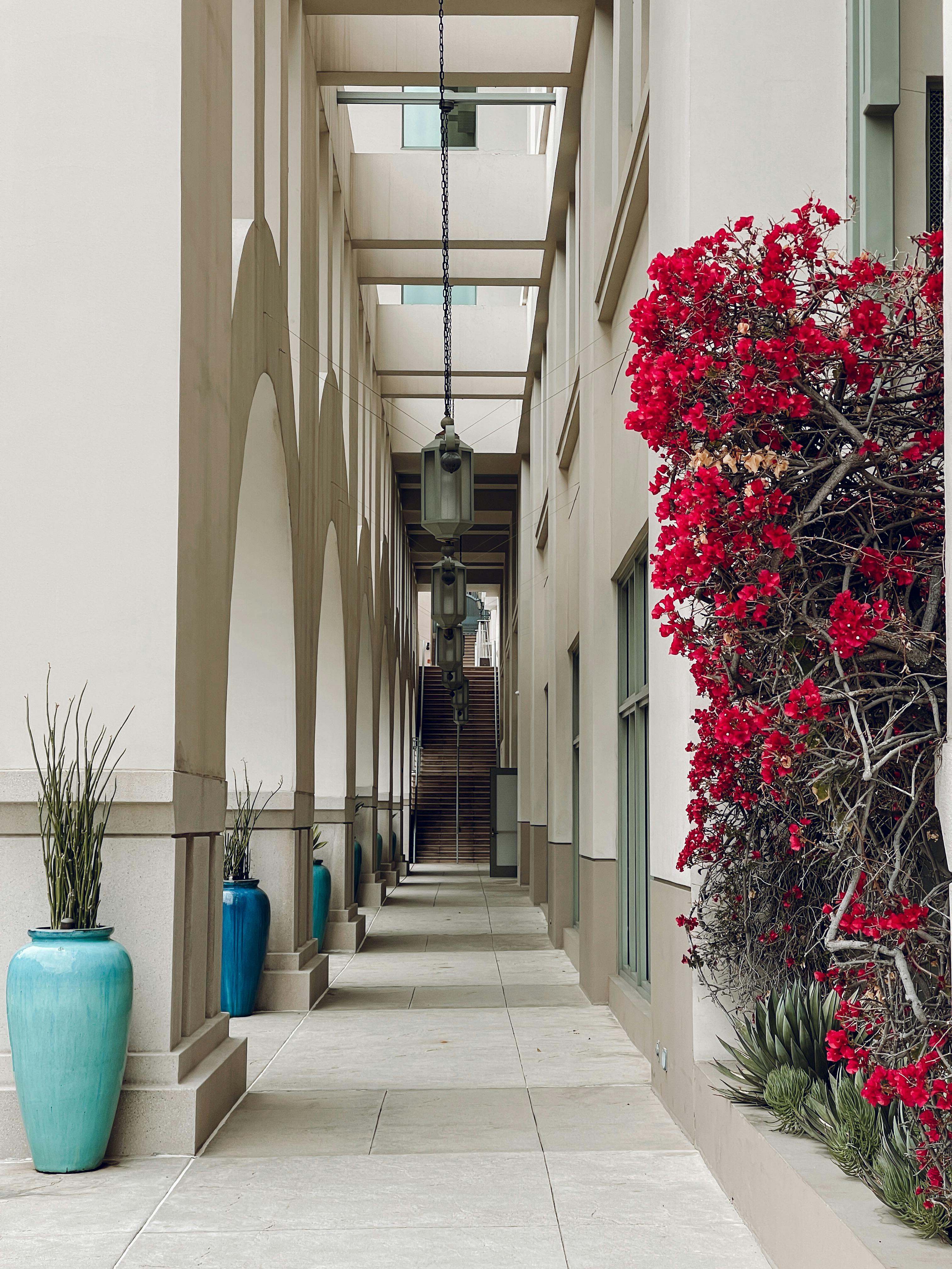 A Corridor with Flowers · Free Stock Photo