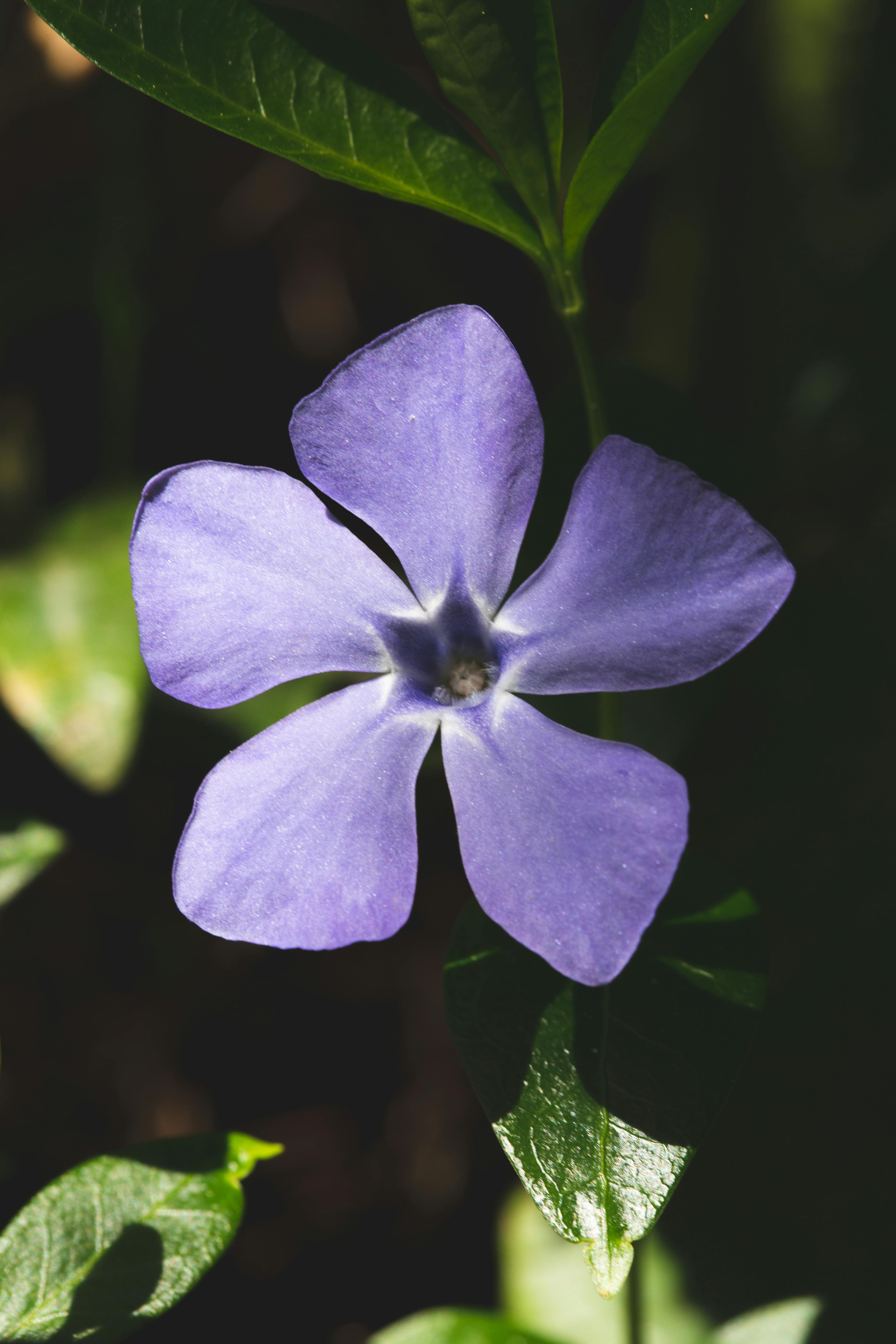 Close-Up Photo of Greater Periwinkle · Free Stock Photo