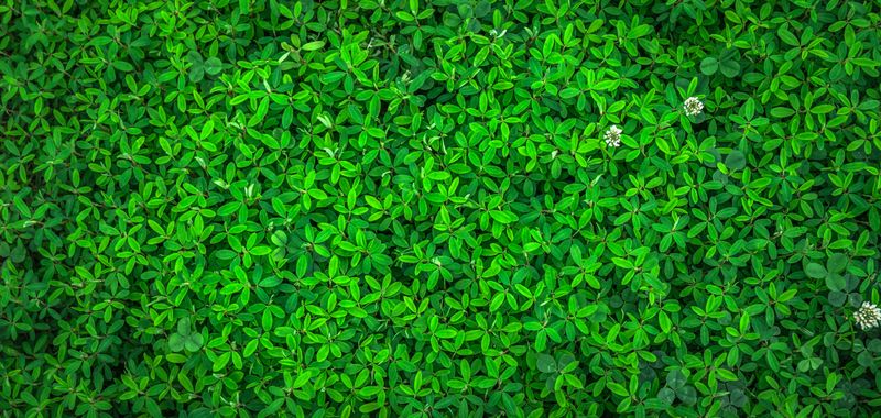 Color: Green Photos, Download The BEST Free Color: Green Stock Photos ...