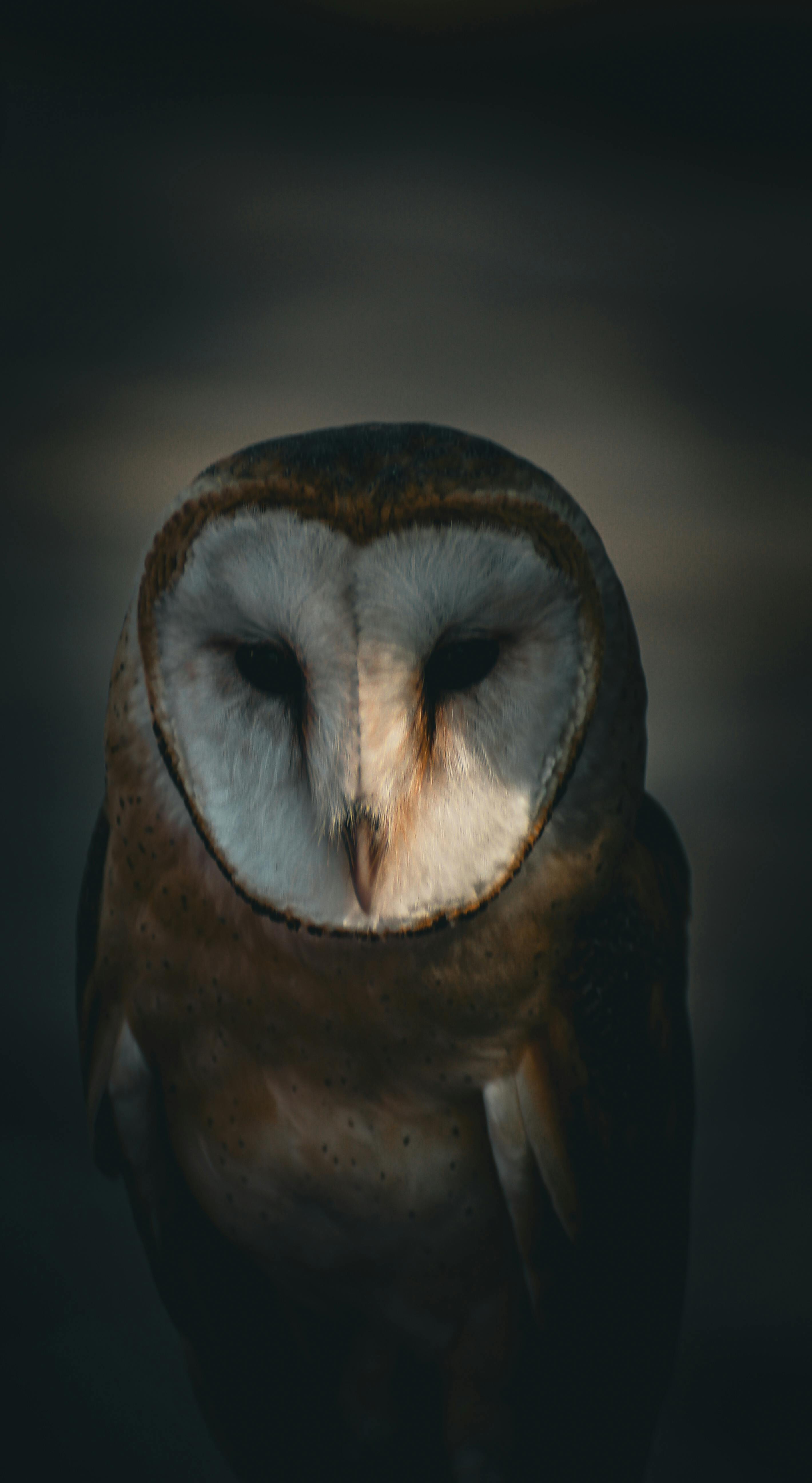 Barn Owl Photos, Download The BEST Free Barn Owl Stock Photos & HD Images