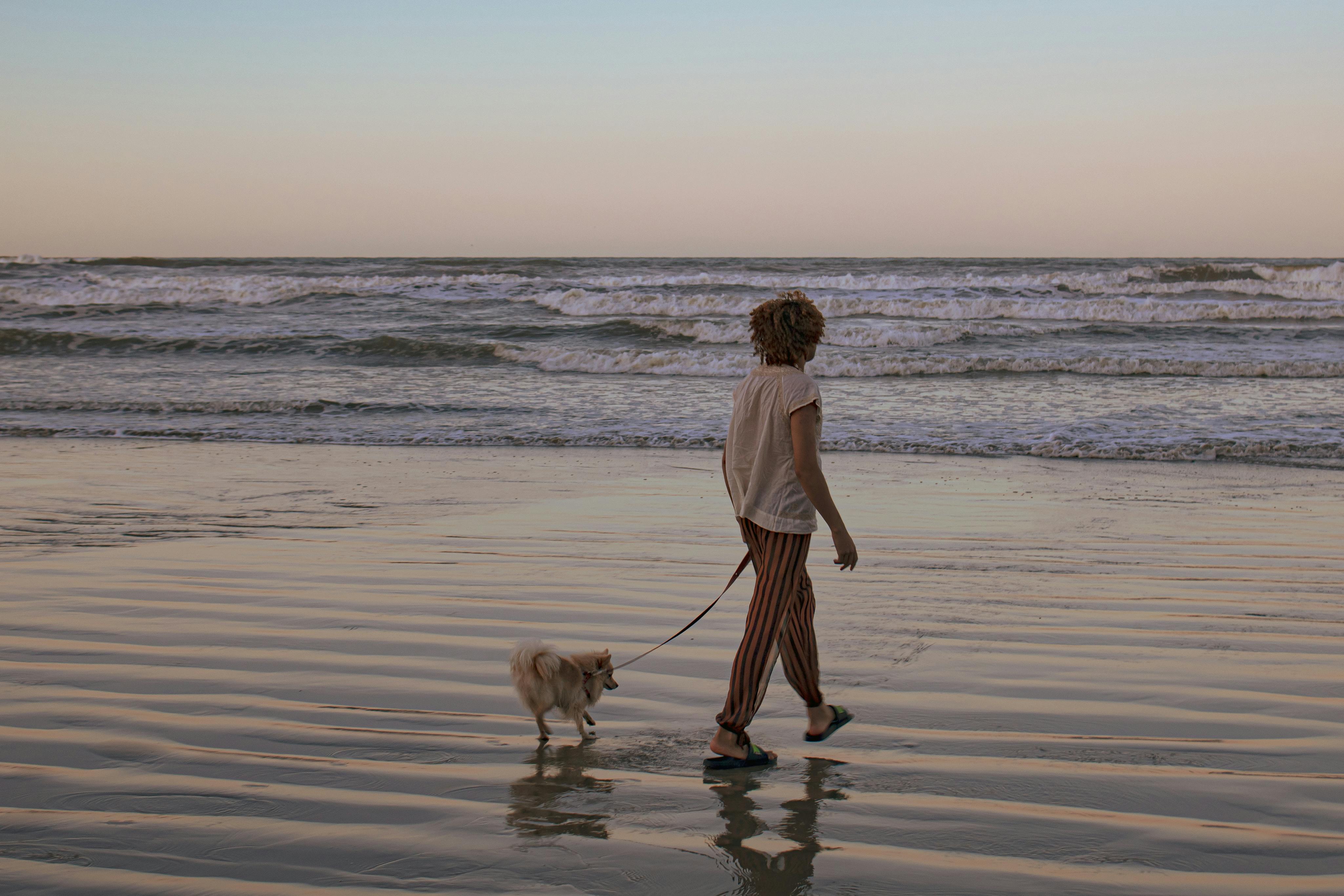 People Walking with Dogs on the Beach · Free Stock Photo