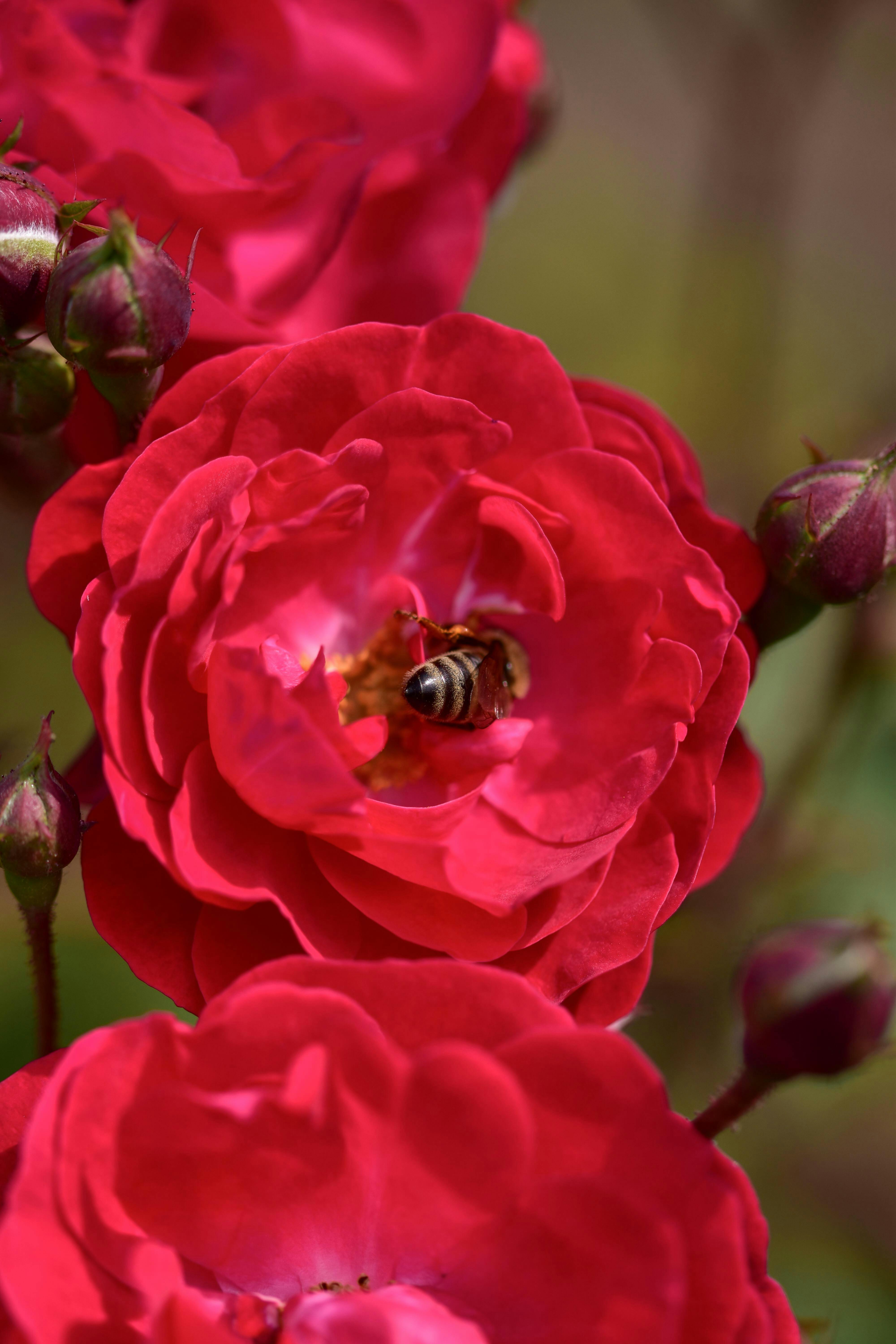 Photo of Bee Perched on Red Flower · Free Stock Photo