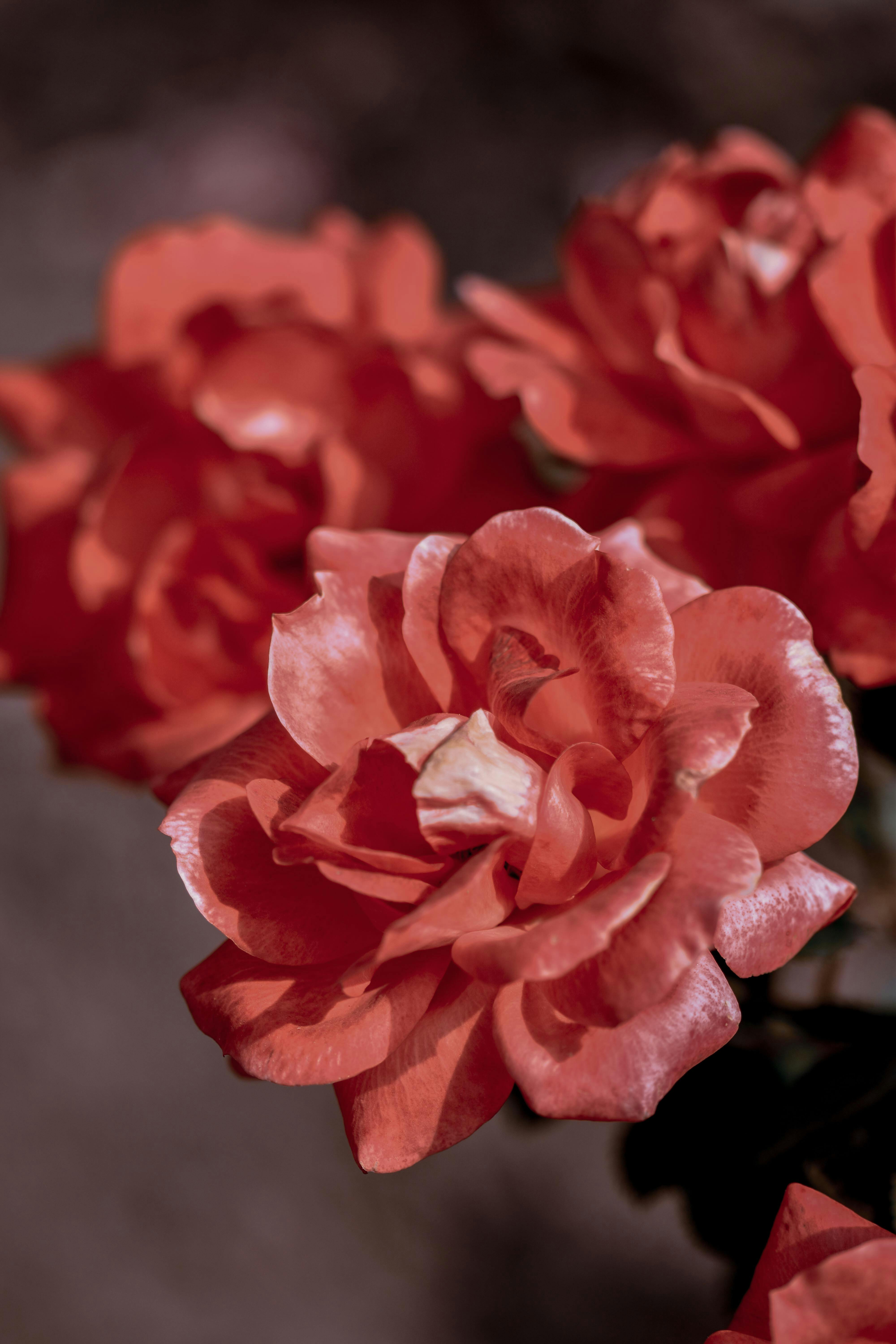 Close Up Photo of Red Flower · Free Stock Photo