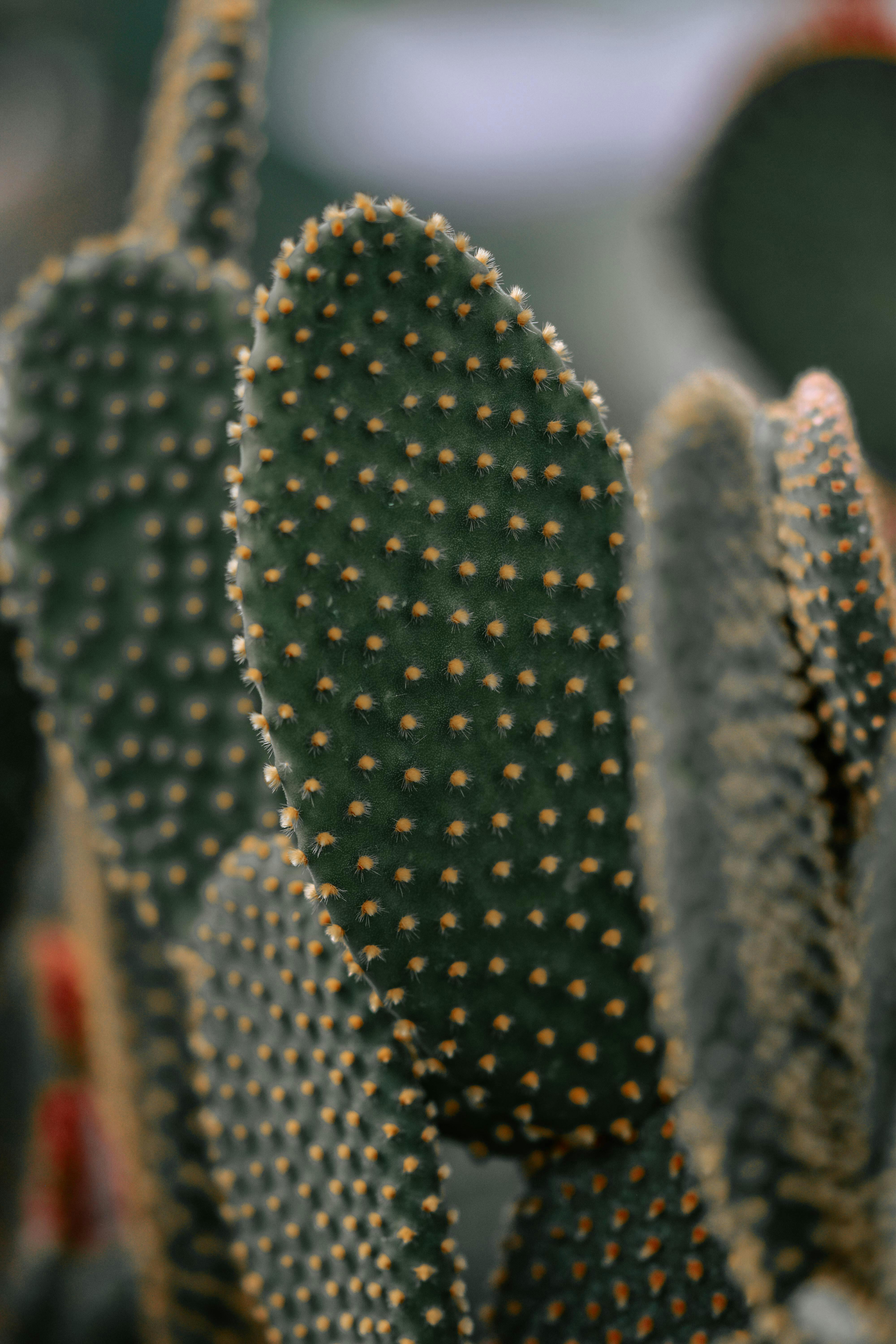 Cactus Plan Photos, Download Free Cactus Plan Stock Photos & HD Images