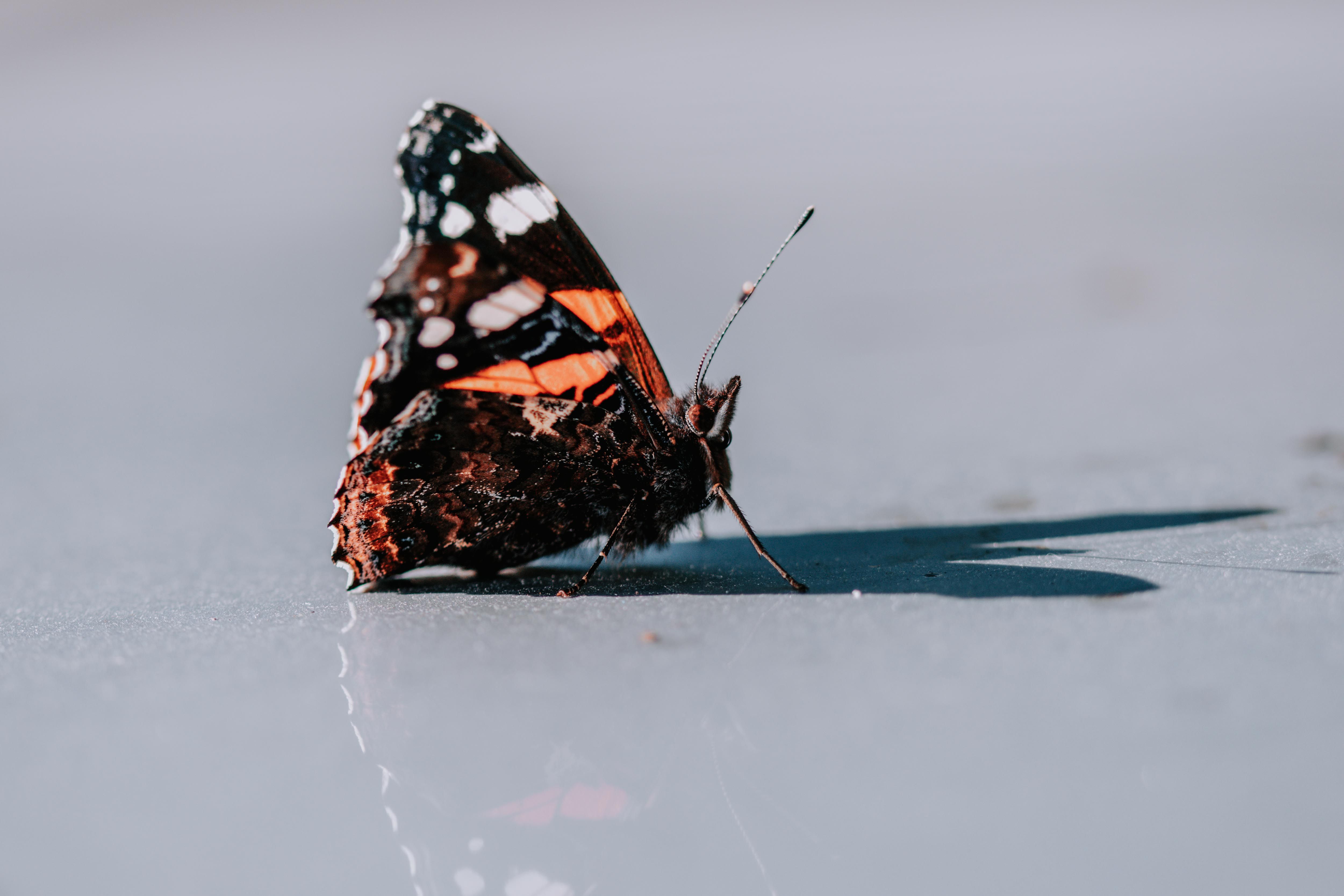Butterfly Coming out of its Cocoon · Free Stock Photo