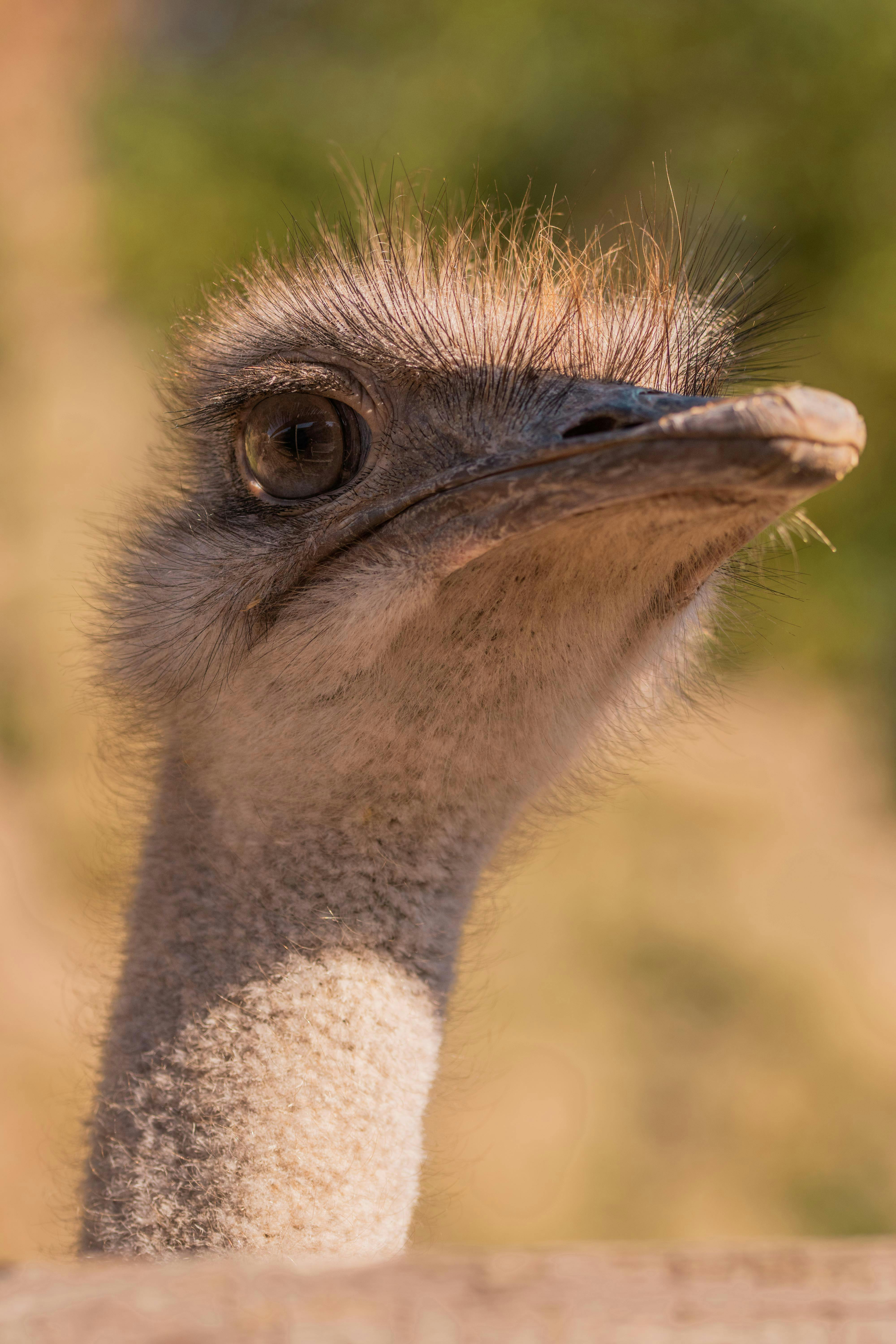 A Close-up Shot of an Ostrich Head · Free Stock Photo