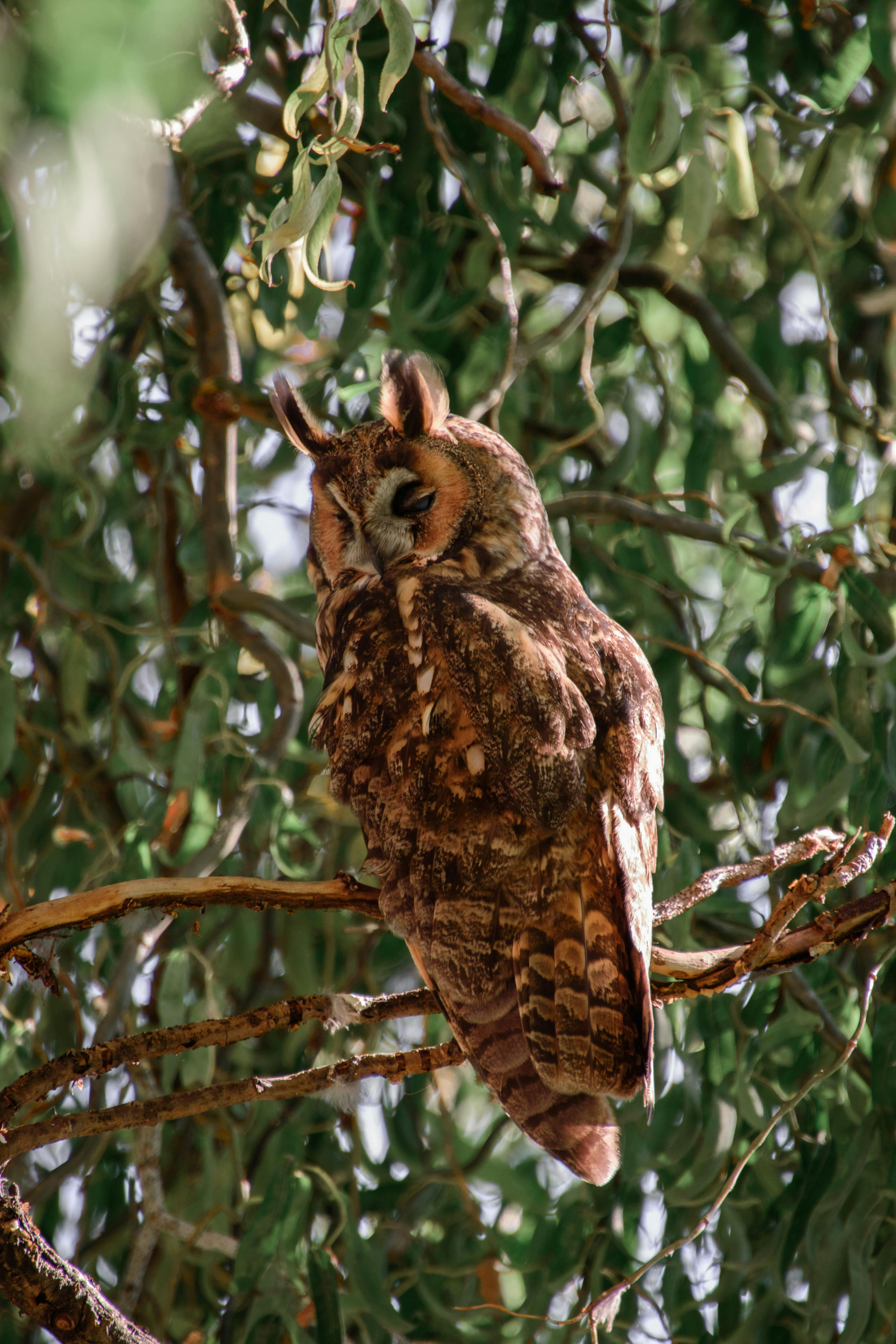 Photo of Owl Perched on Tree Branch · Free Stock Photo