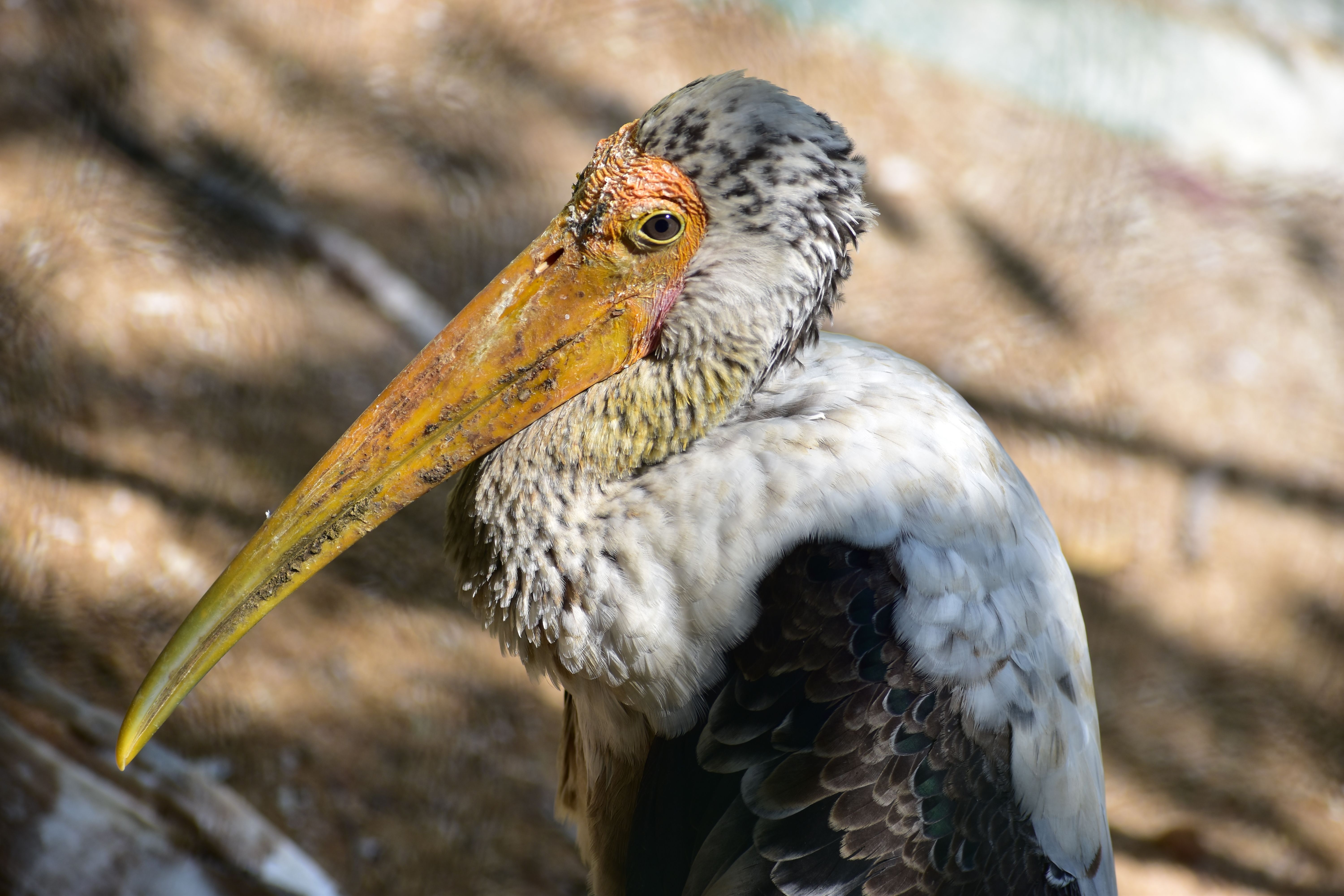 A White Milky Stork in Close-Up Photography · Free Stock Photo