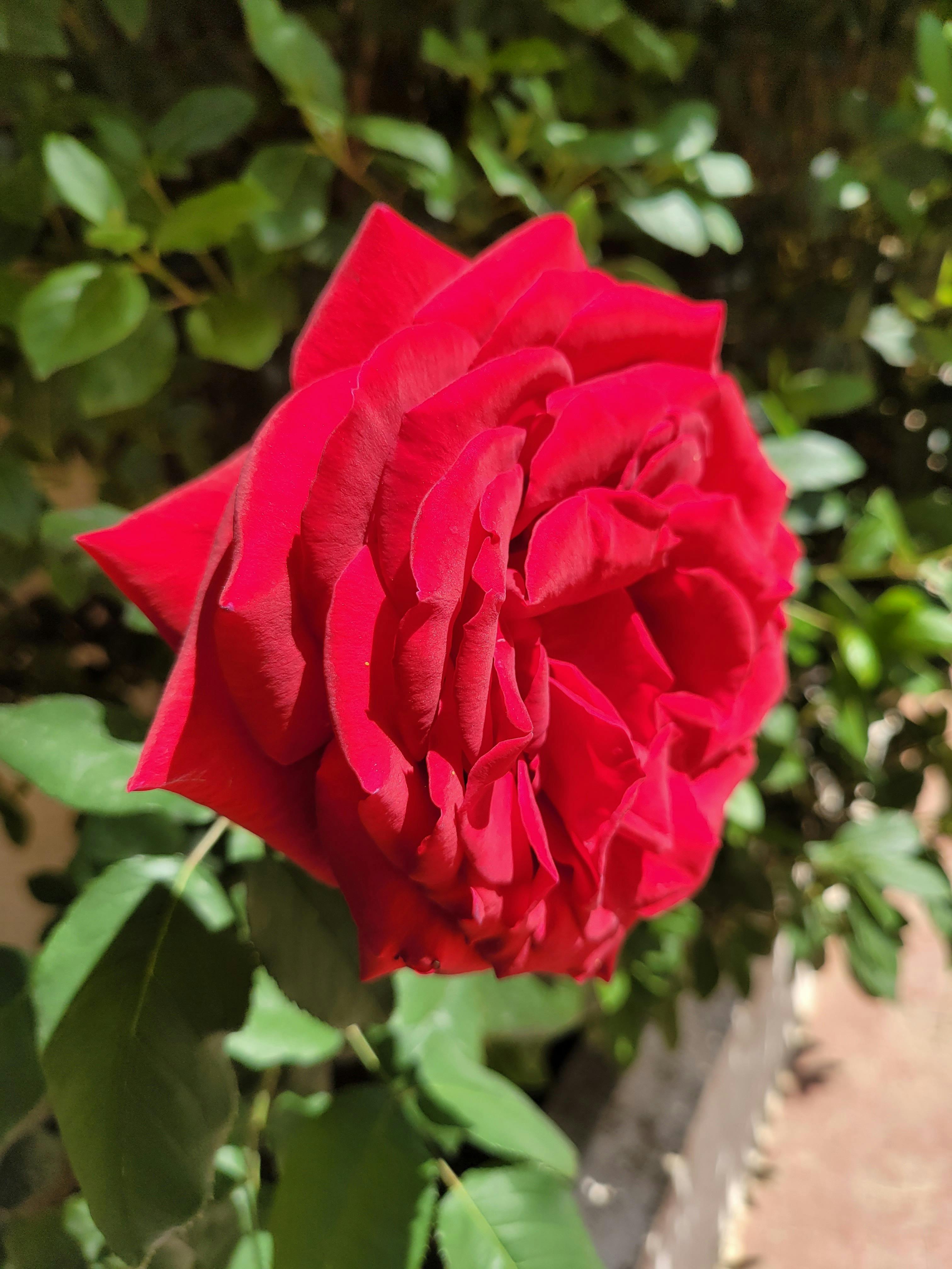 Flowers 11 Photos & Videos Collected by Sawsan Zabad