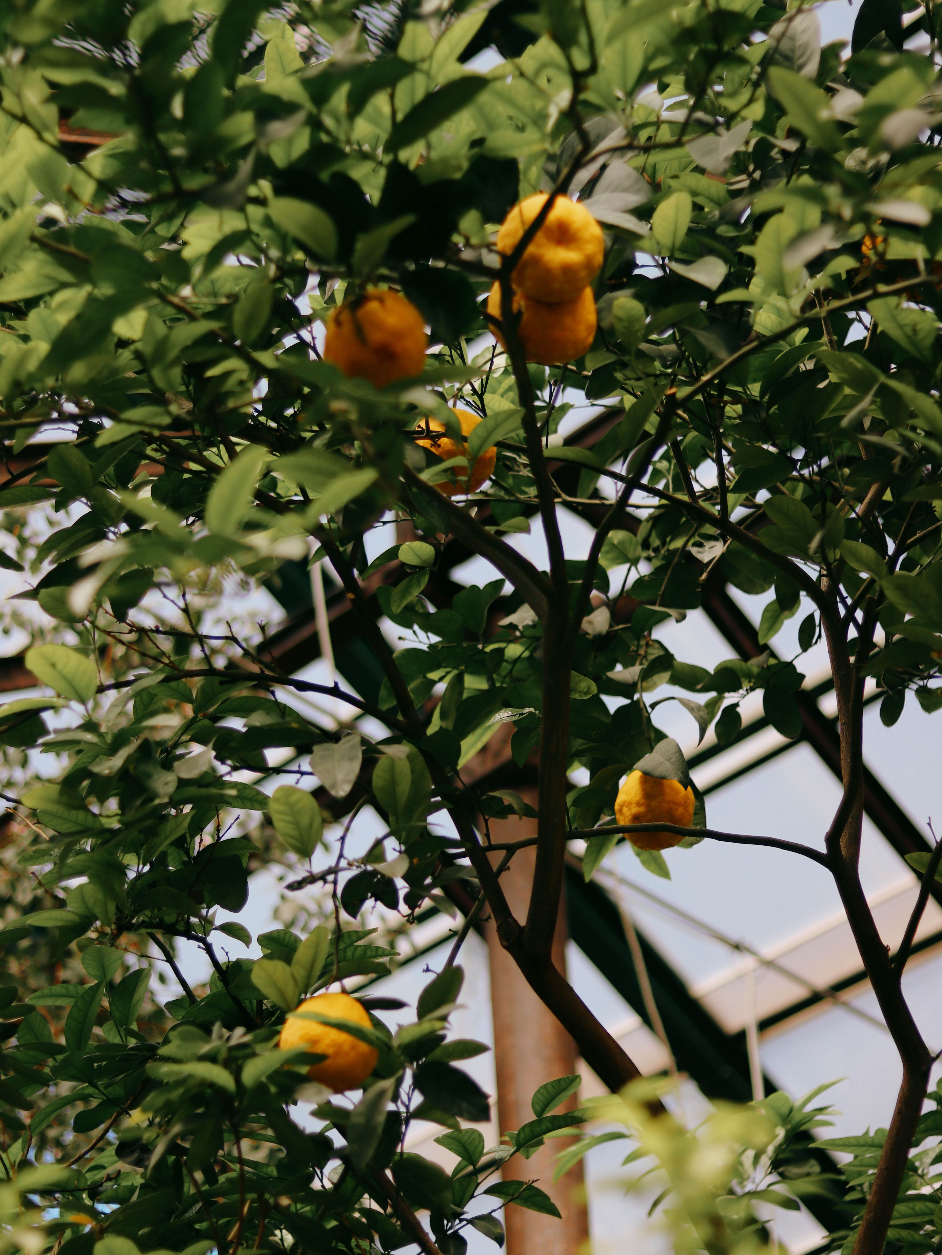 165,938+ Best Free Orange tree Stock Photos & Images · 100% Royalty ...