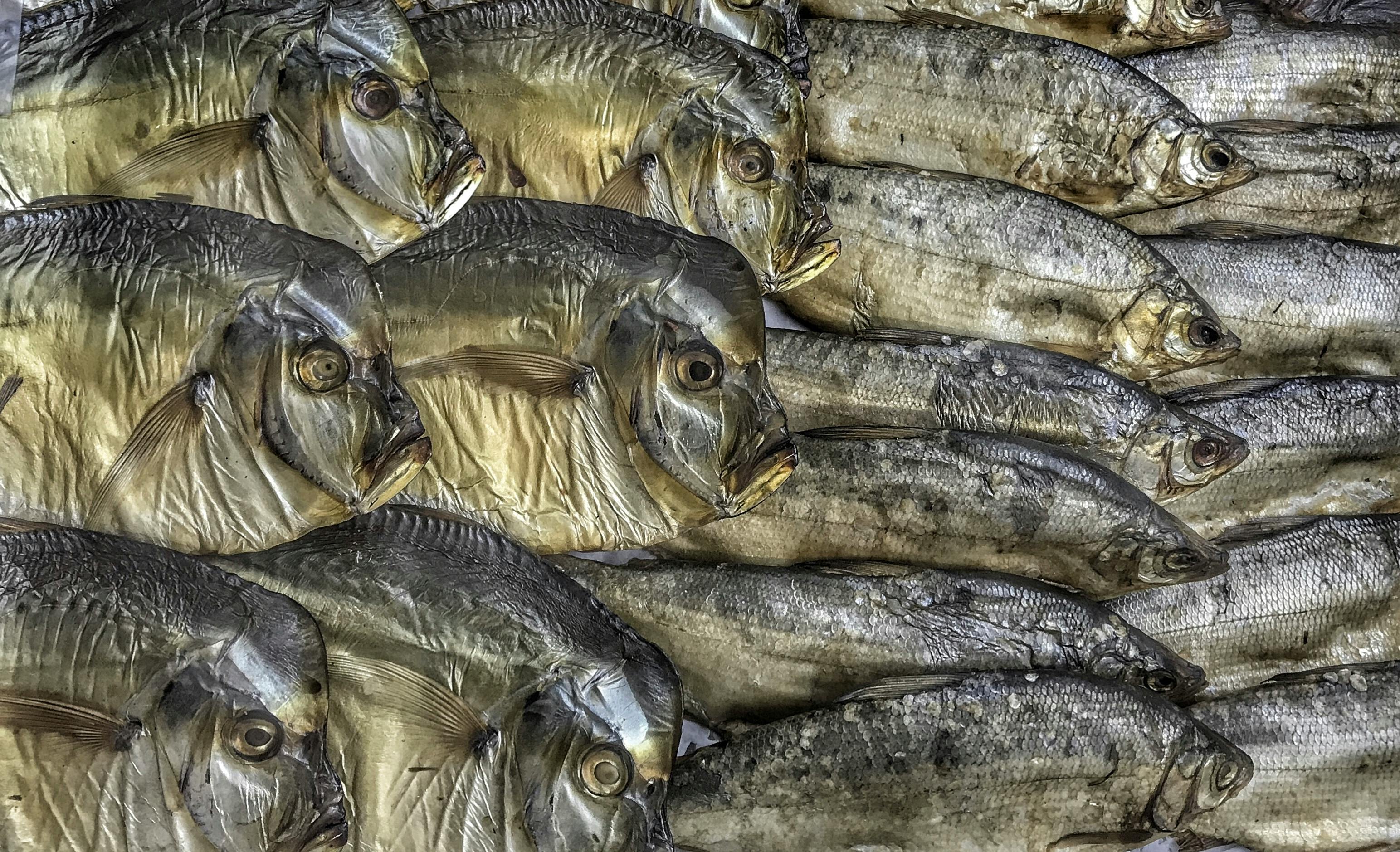 Veli Fish Photos, Download Free Veli Fish Stock Photos & HD Images