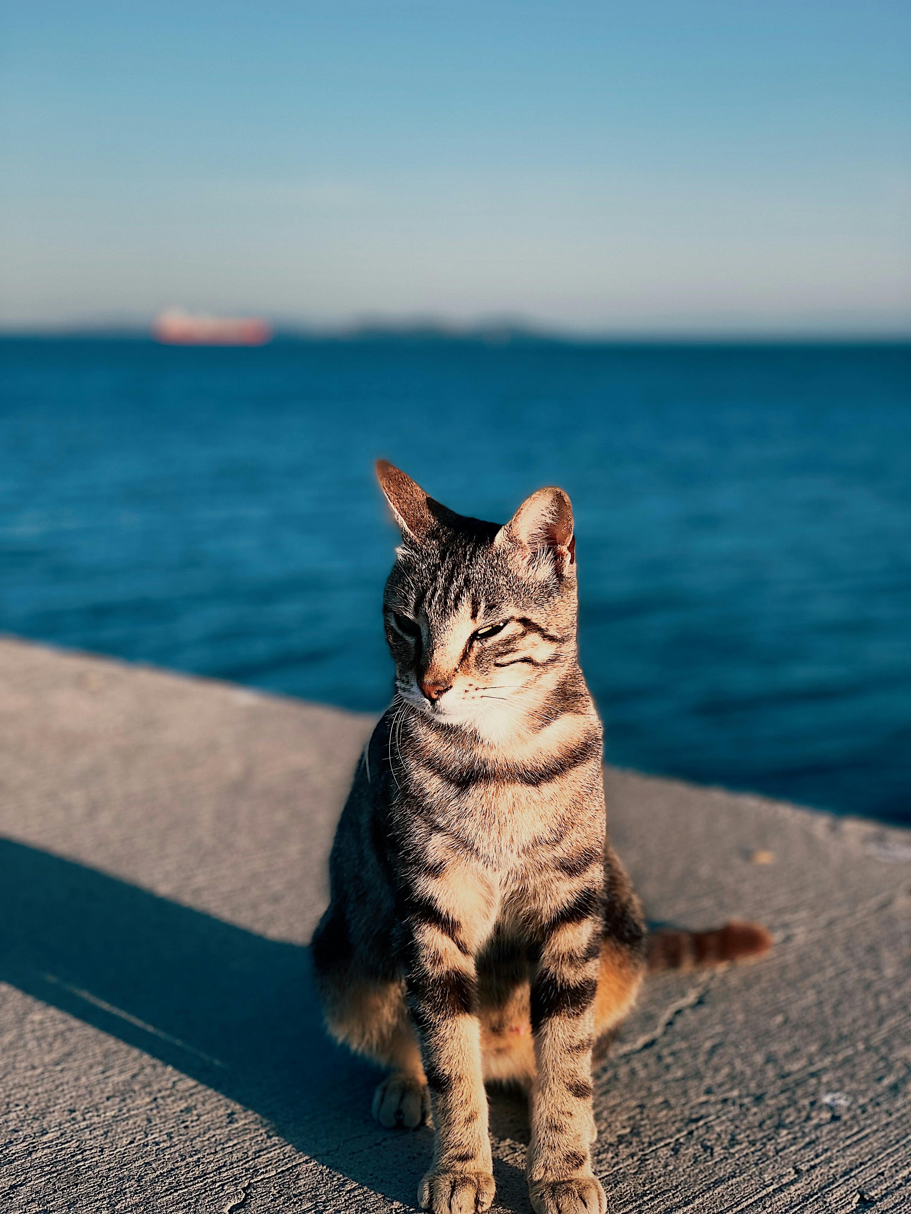 Brown Tabby Cats Outside the House · Free Stock Photo