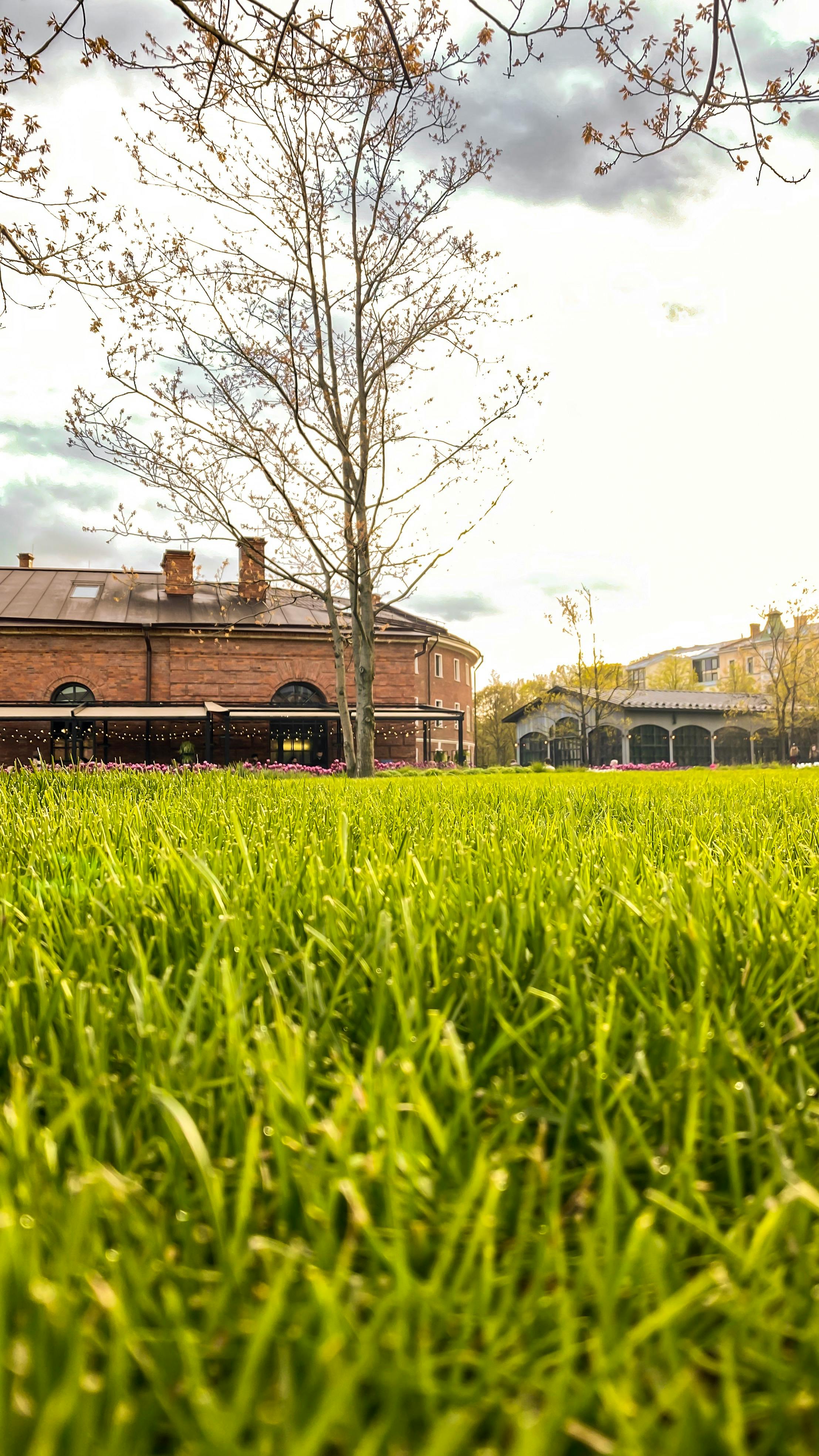 Grass Growing in City · Free Stock Photo