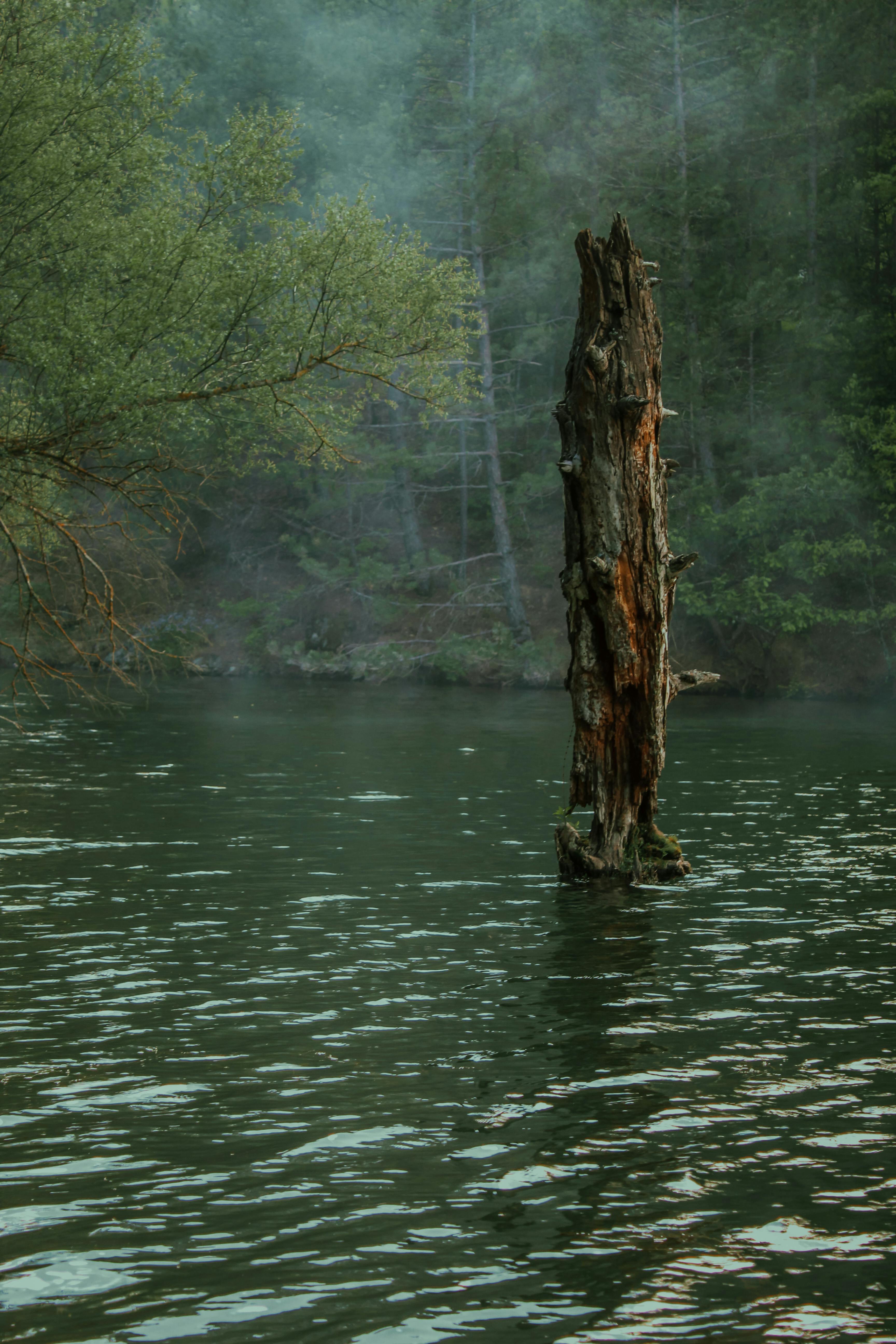 Tree Trunk in Water in Forest · Free Stock Photo