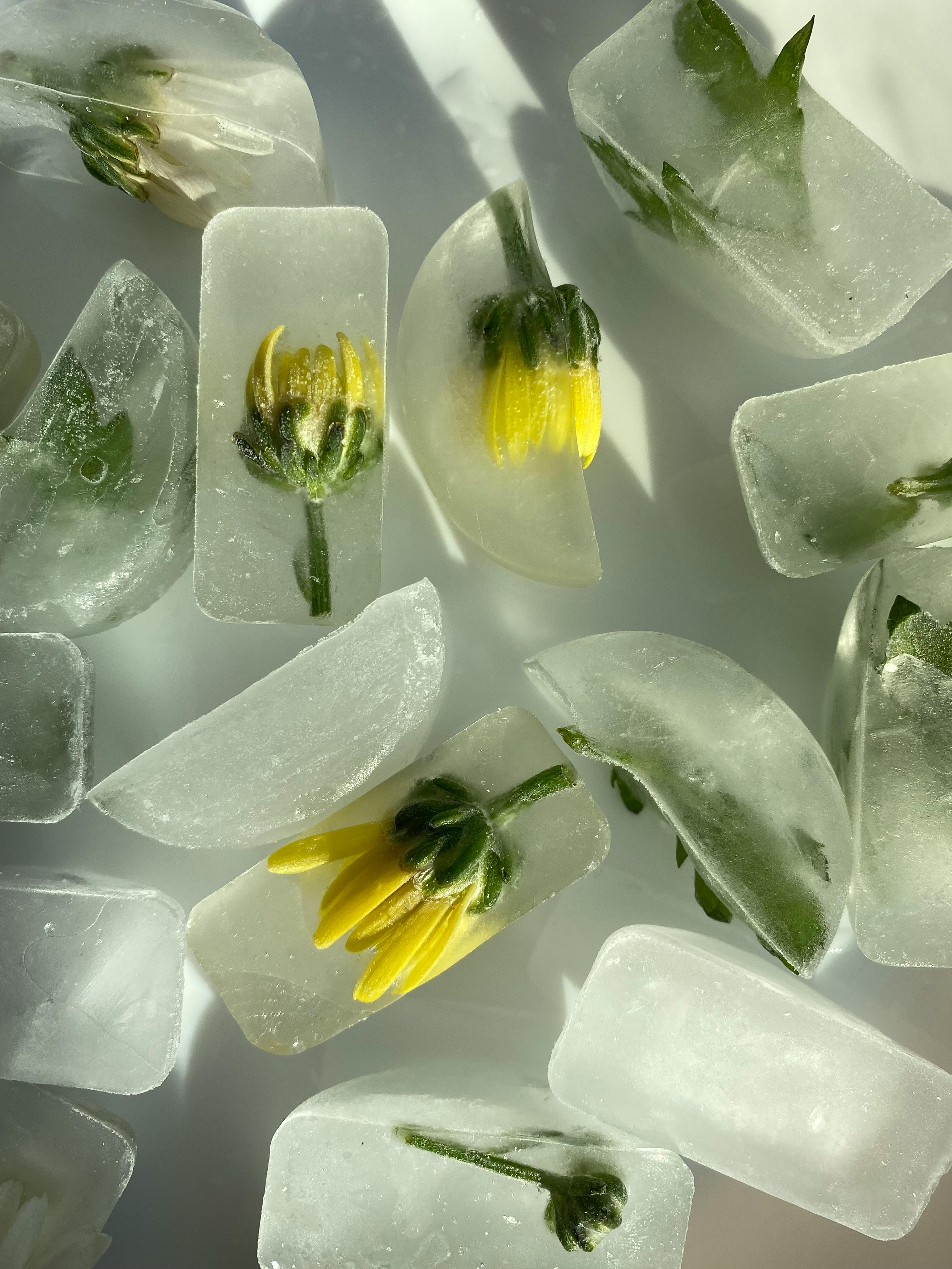 Ice Cubes Flowers Photos, Download The BEST Free Ice Cubes Flowers ...